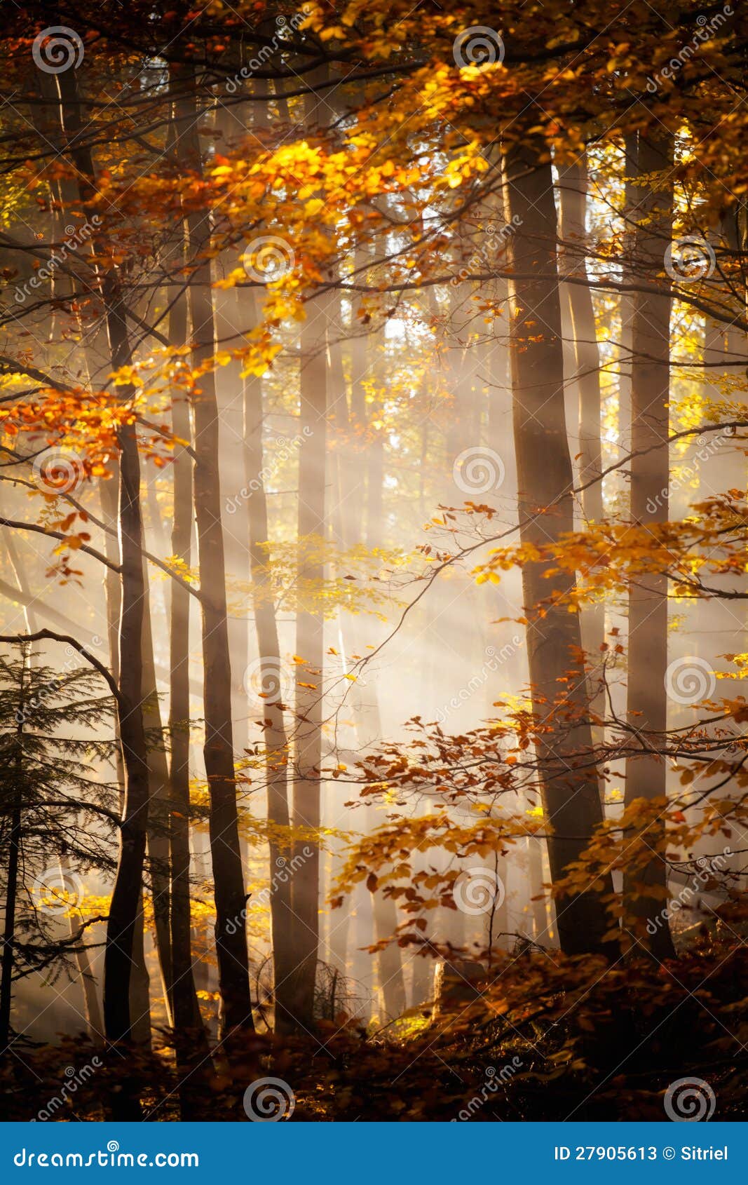 Beautiful Autumn Woods Landscape Stock Image - Image of mountains ...