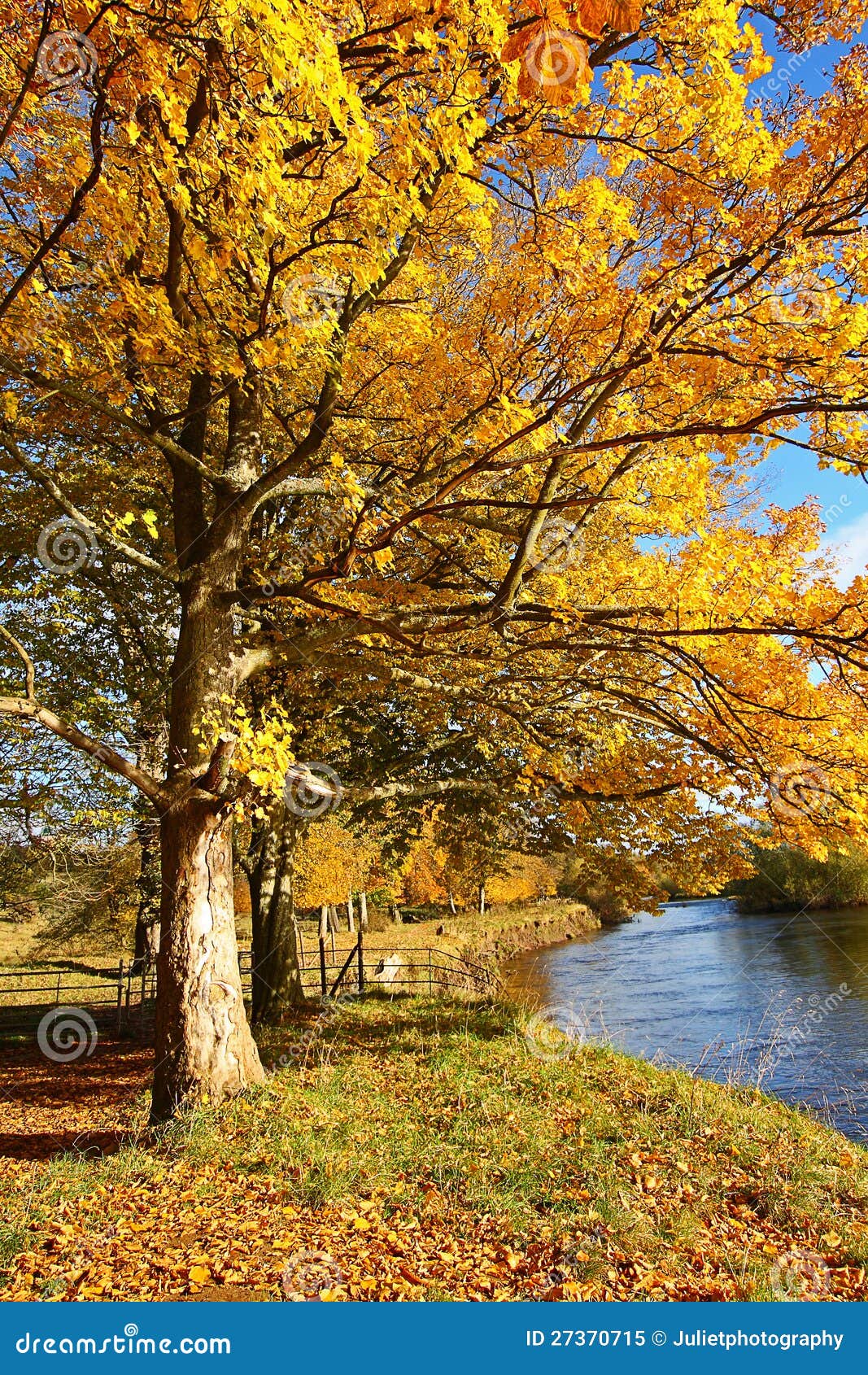 Beautiful Autumnal Chestnut Tree Stock Image - Image of landscape ...