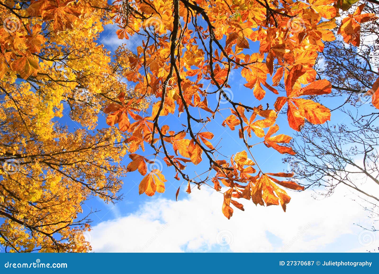 Beautiful Autumnal Chestnut Tree Leaves Stock Image - Image of rural ...