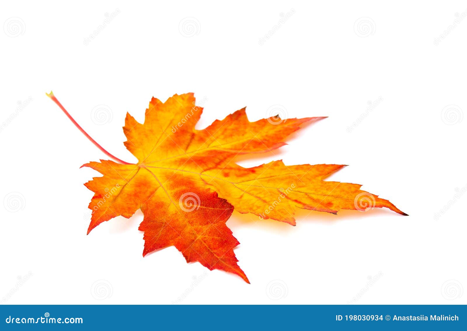 Beautiful Autumnal Colorful Maple Leaf on White Background with Space ...
