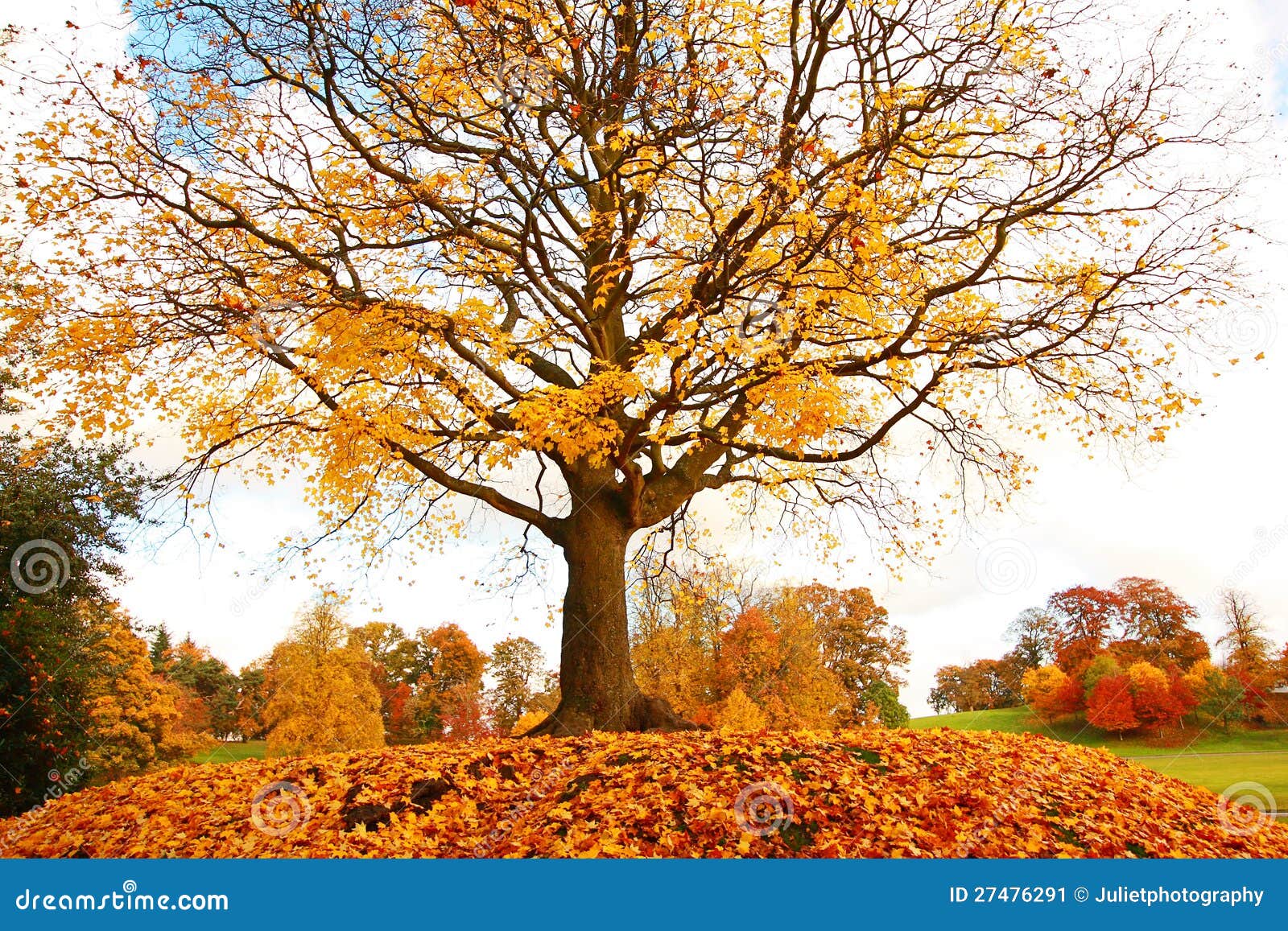 Beautiful, Autumnal Maple Tree Stock Image - Image of environment ...