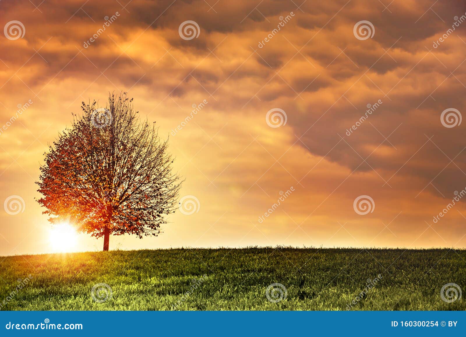 Autumnal Tree at Sunset with Sunbeam Stock Photo - Image of autumnal ...