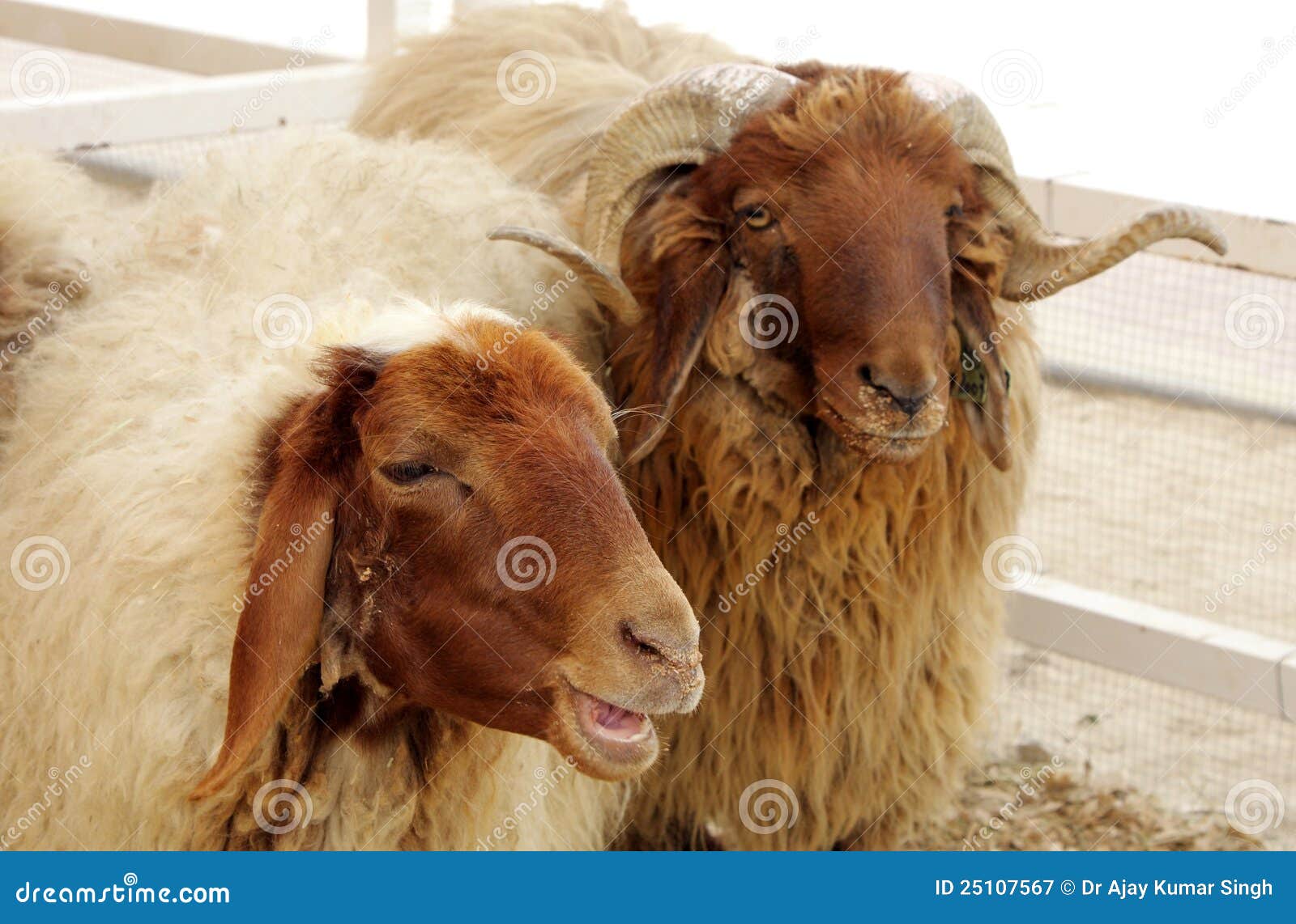 Beautiful awassi sheeps stock image. Image of deiri, hooves - 25107567