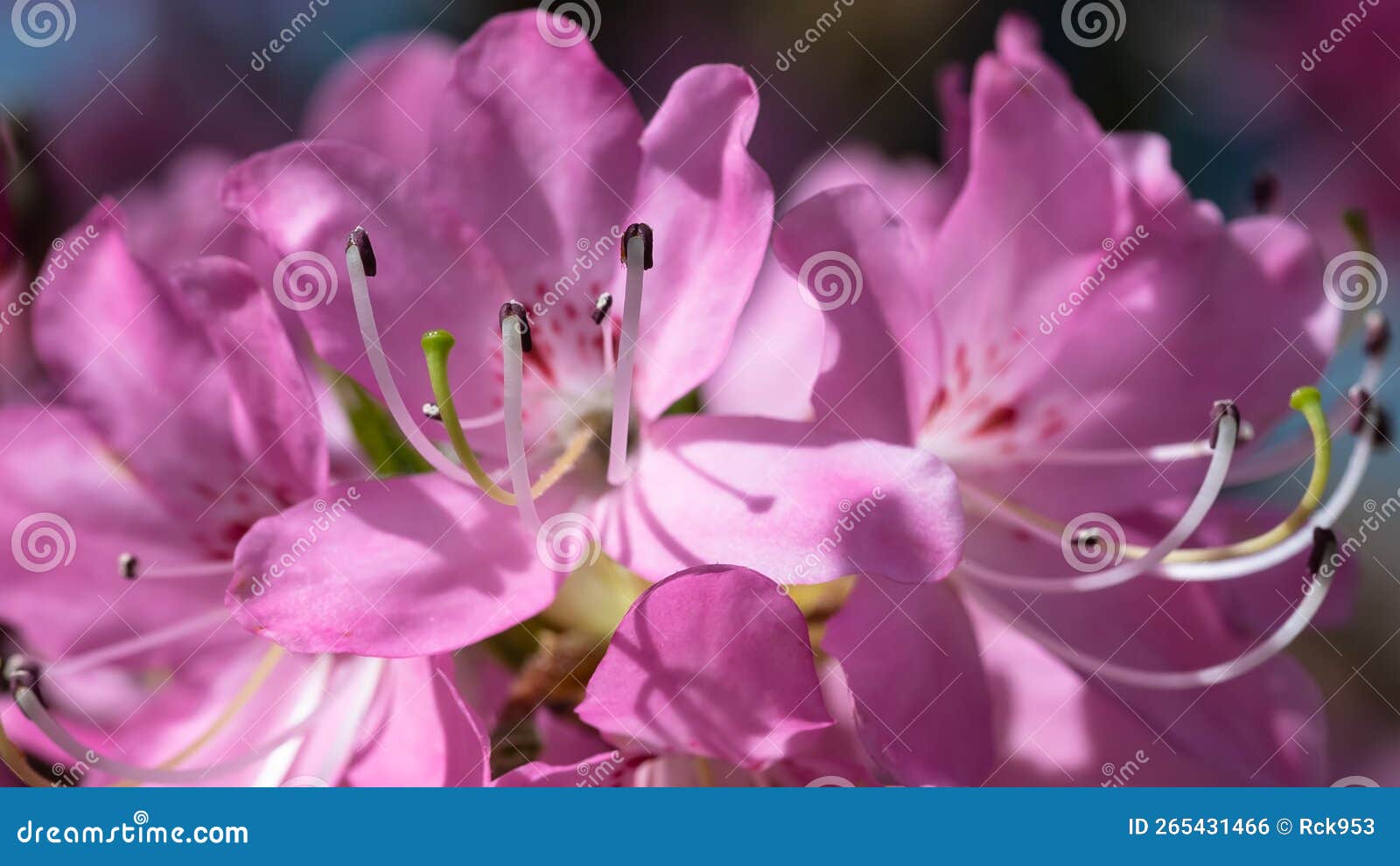 Beautiful Azalea Blooming Along the Blue Ridge Parkway Stock Photo ...
