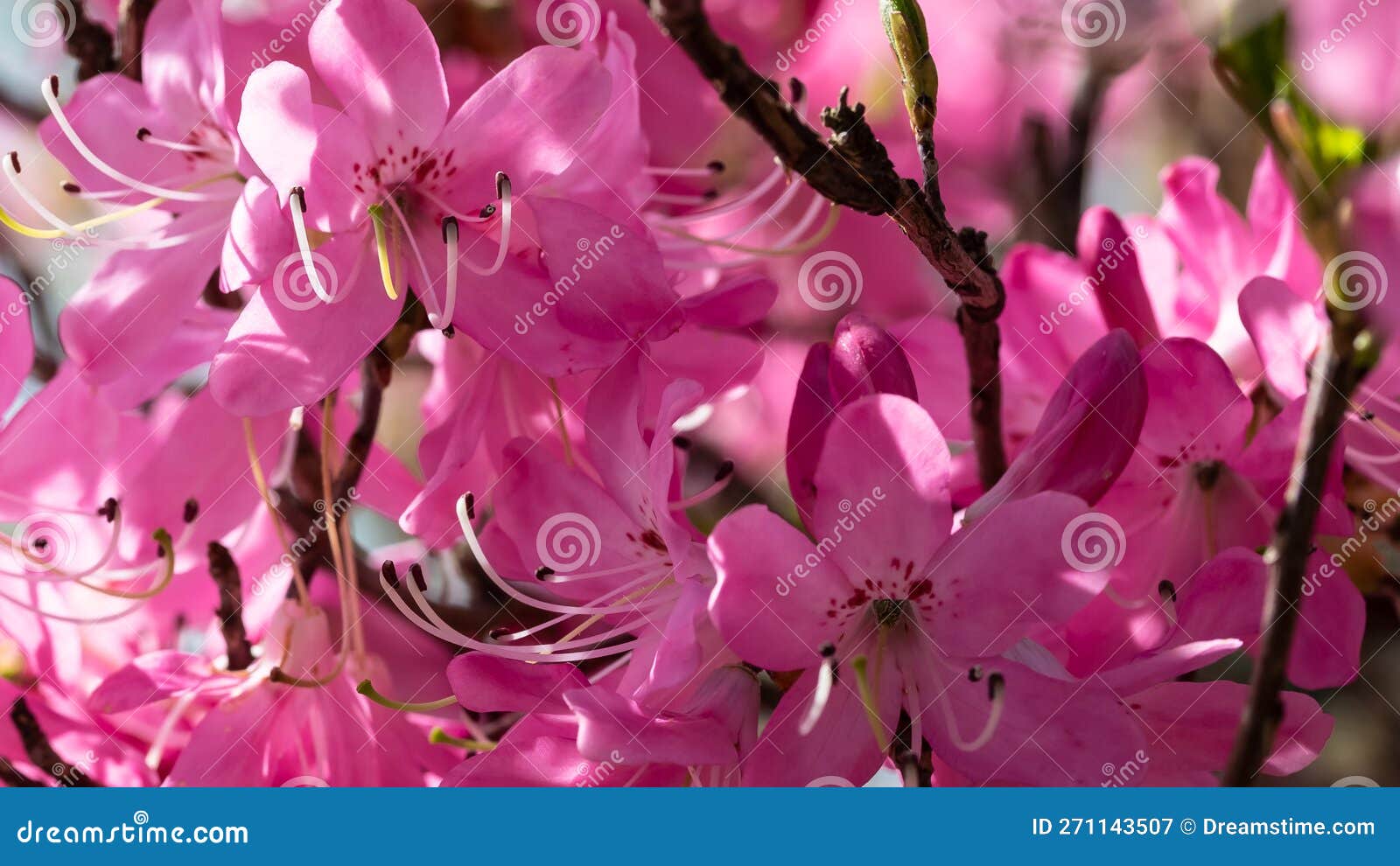 Beautiful Azalea Blooming Along the Blue Ridge Parkway Stock Image ...