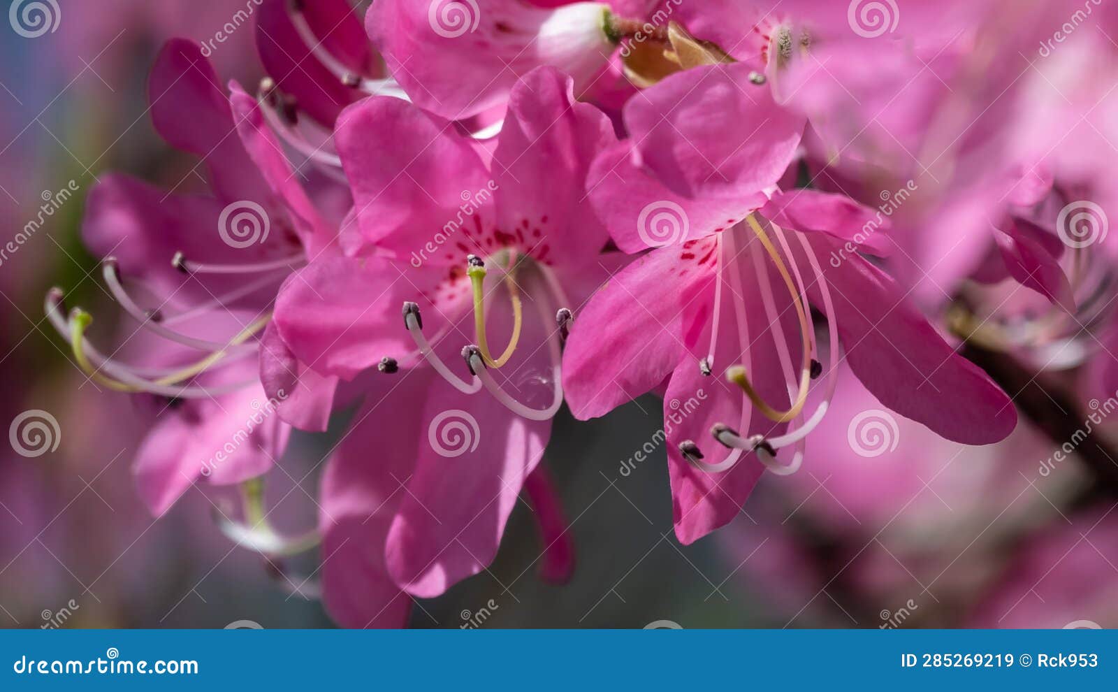 Beautiful Azalea Blooming Along the Blue Ridge Parkway Stock Image ...