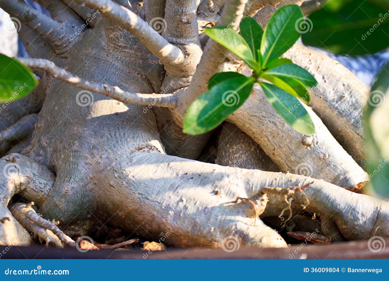 Beautiful of Azalea Trees Grown Stock Photo - Image of garden, economic ...
