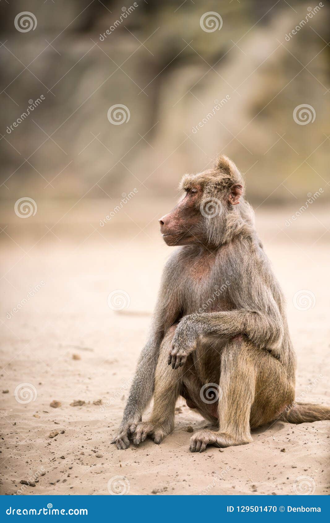 An Beautiful baboon stock photo. Image of grey, mammal - 129501470