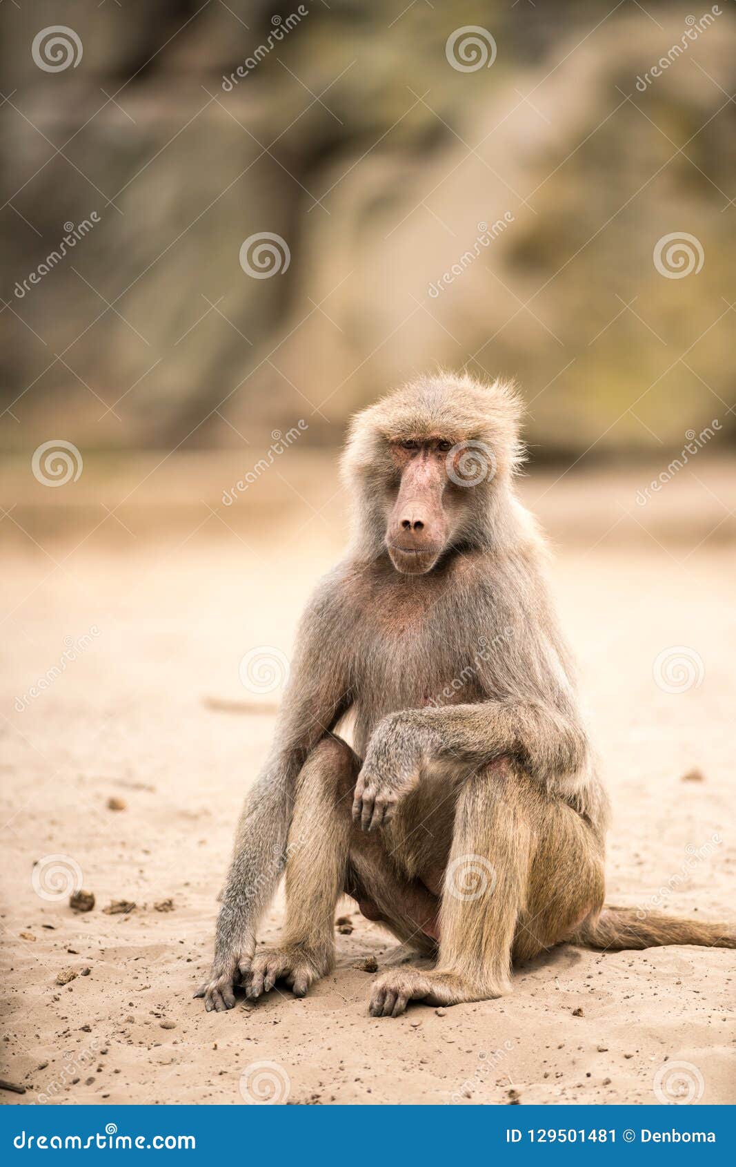 An Beautiful baboon stock image. Image of portrait, fauna - 129501481