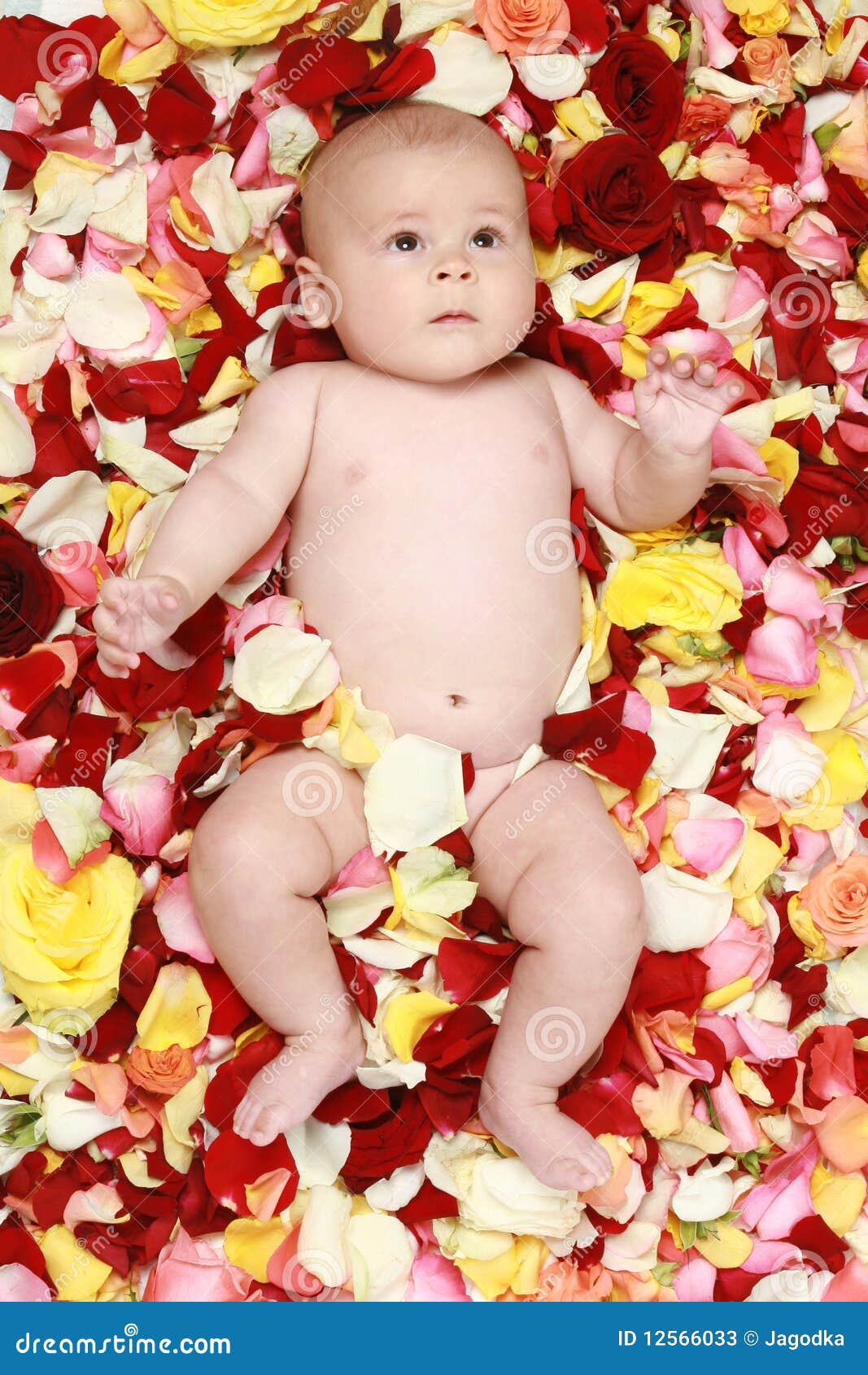 Beautiful Baby Boy in a Rose Plants Stock Image - Image of fragile ...