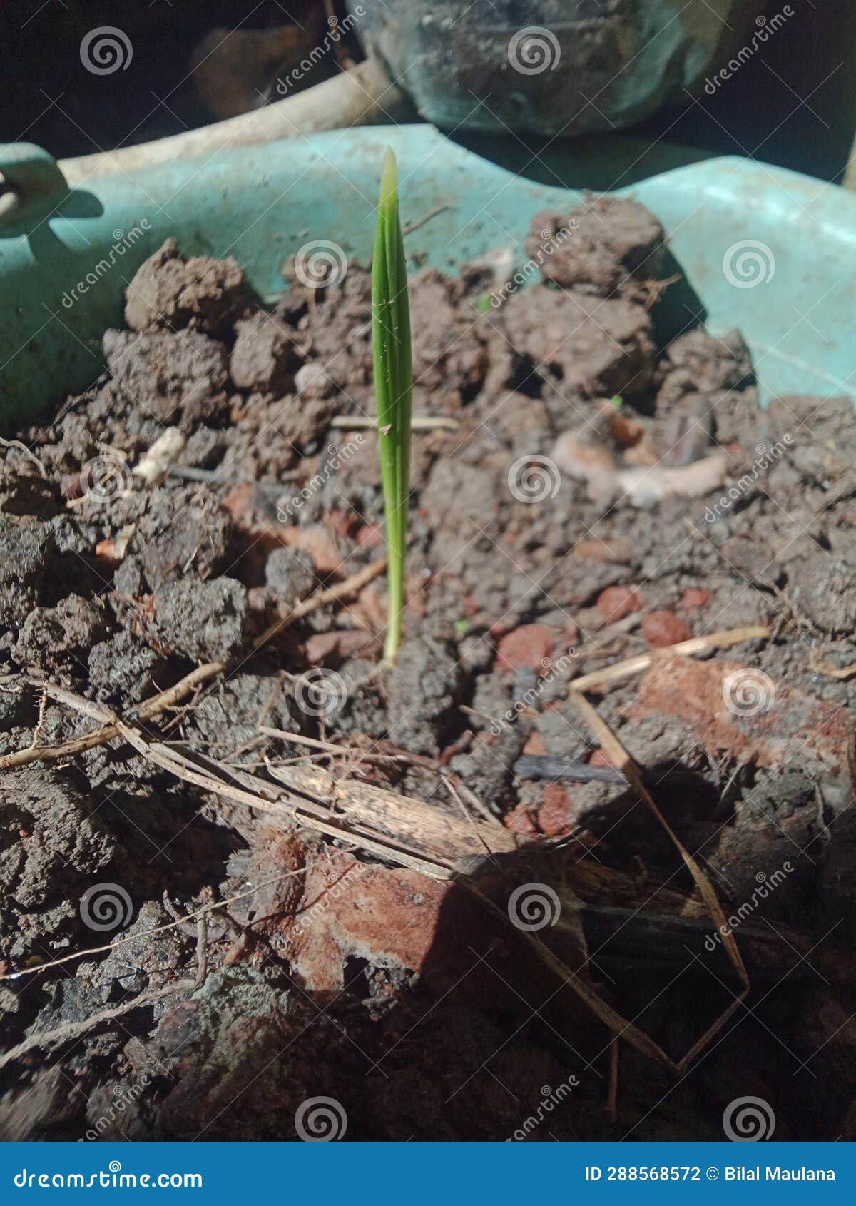 Beautiful baby Date palm stock photo. Image of nature - 288568572