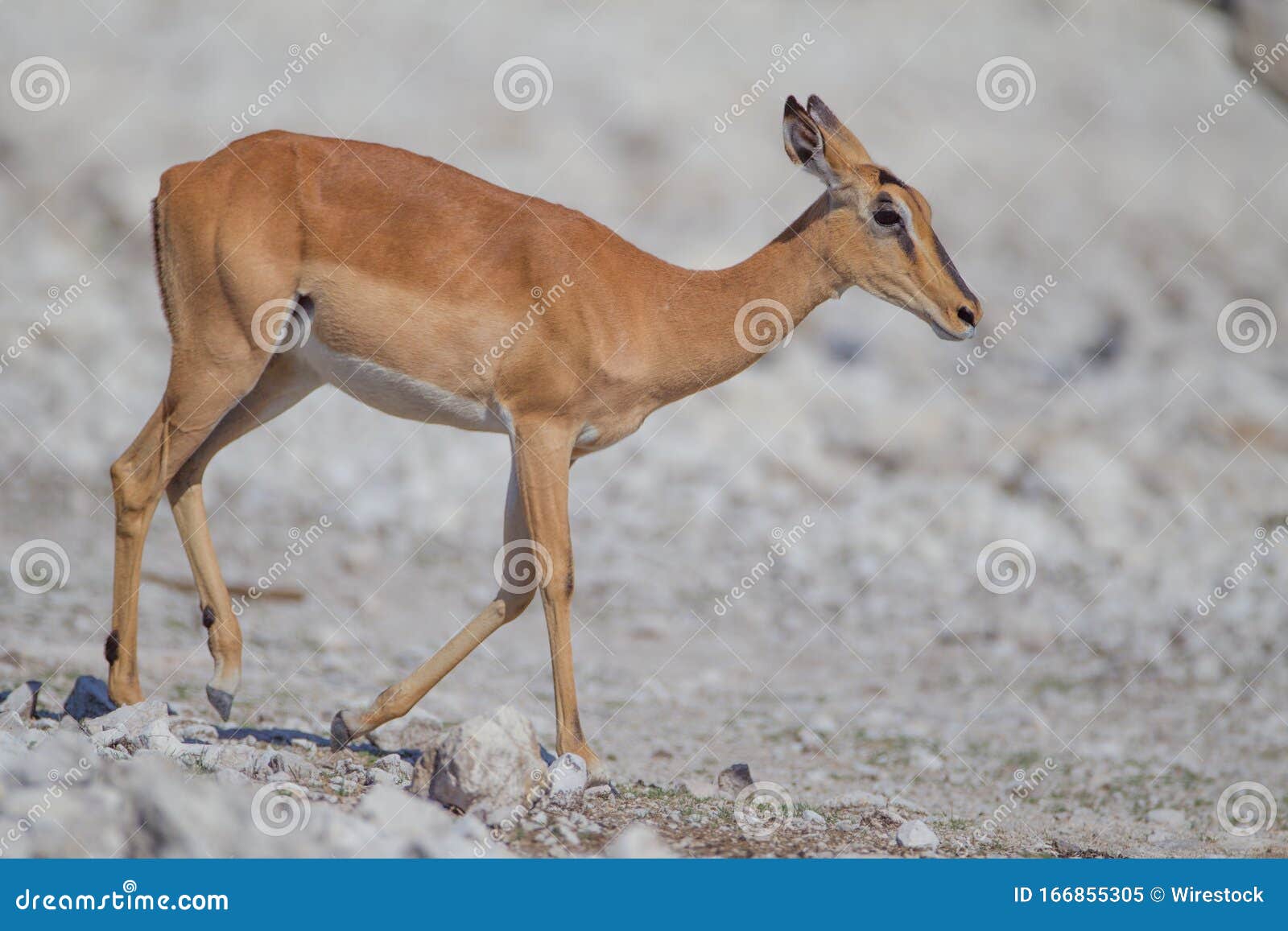 Beautiful Baby Deer Walking on the Sand Covered Ground Stock Image ...