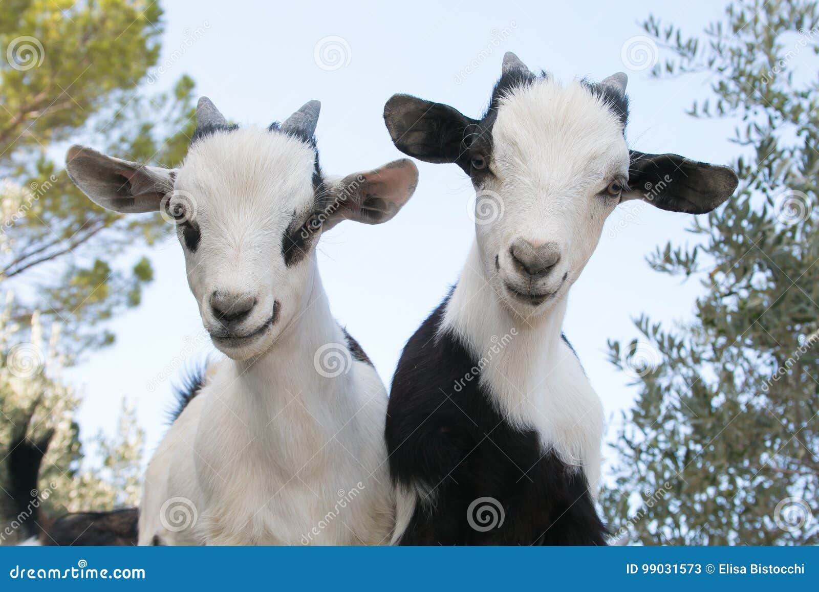 Beautiful baby dwarf goats stock image. Image of plants - 99031573