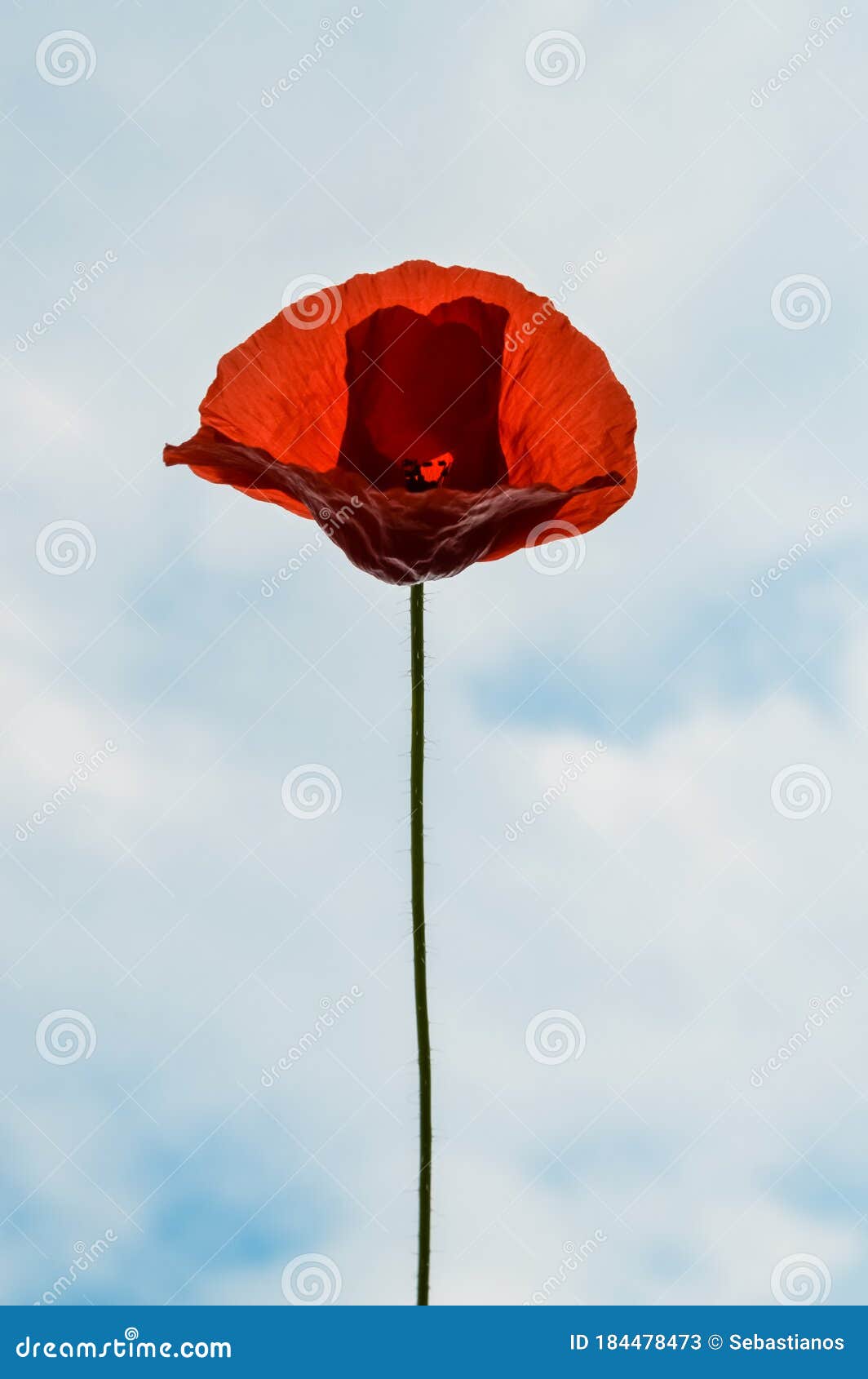 Beautiful Back Lit Red Poppy on a Clear Blue Sky Stock Image - Image of ...
