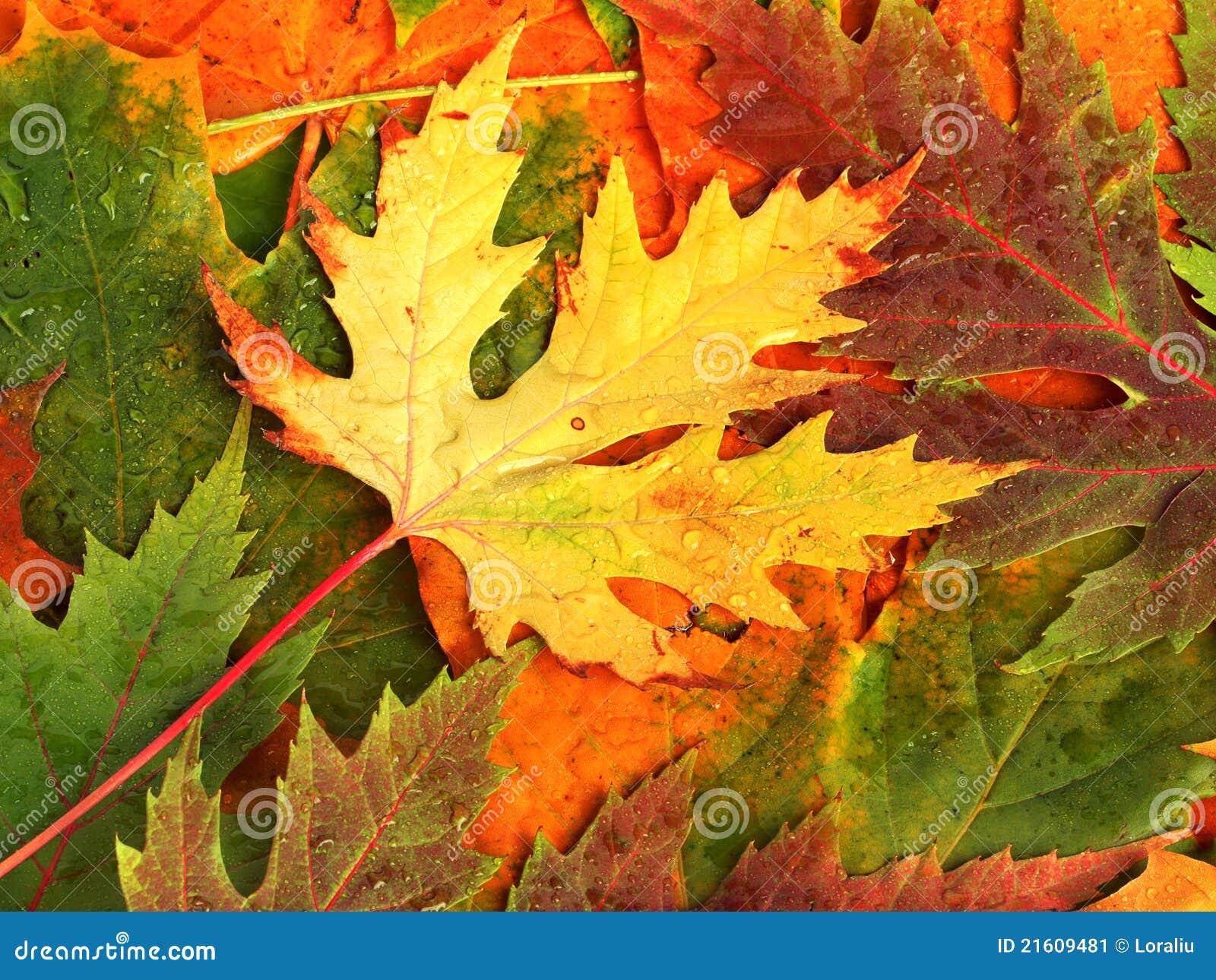 Beautiful Backdrop of Fallen Autumn Leaves Stock Image - Image of ...