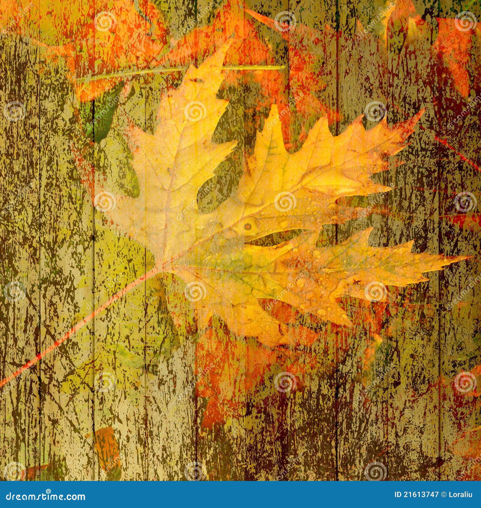 Beautiful Backdrop of Fallen Autumn Leaves Stock Image - Image of drop ...