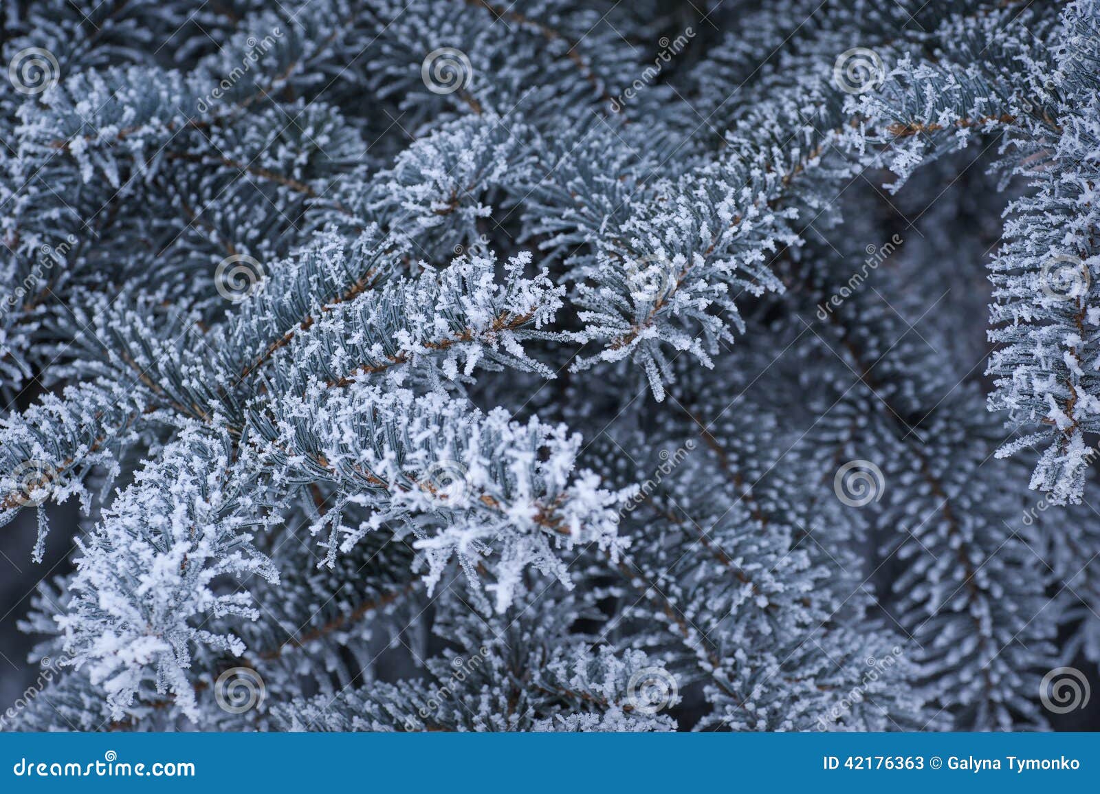 Beautiful Backdrop of Snow-covered Tree Branches Stock Image - Image of ...