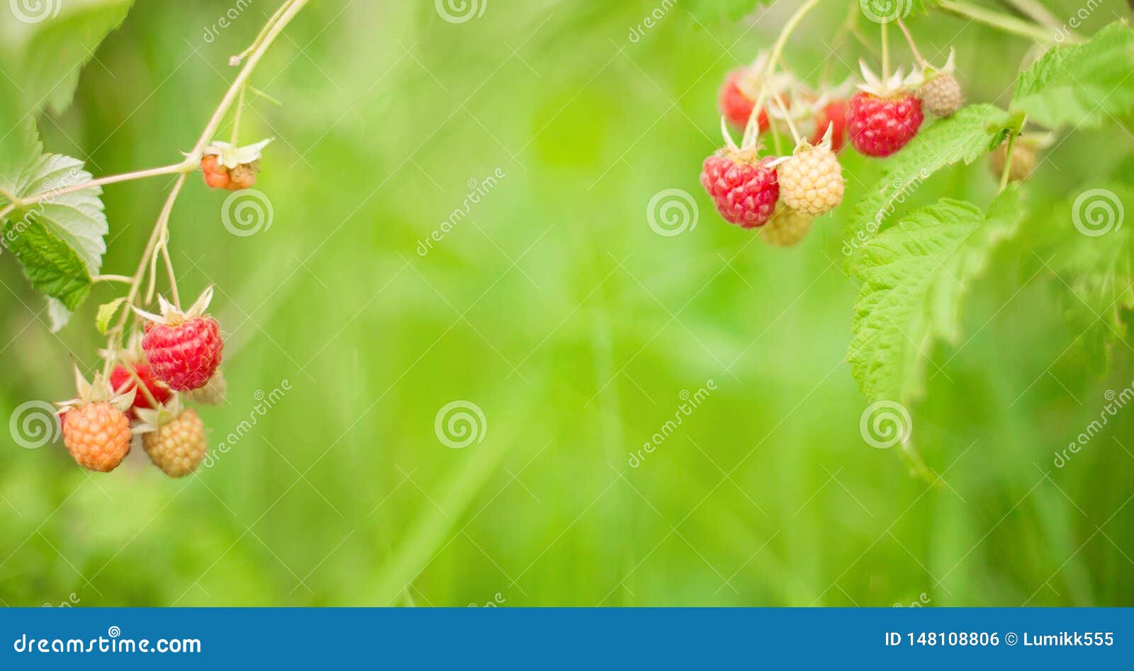 Beautiful Background with Branch of Raspberry Berries Stock Photo ...