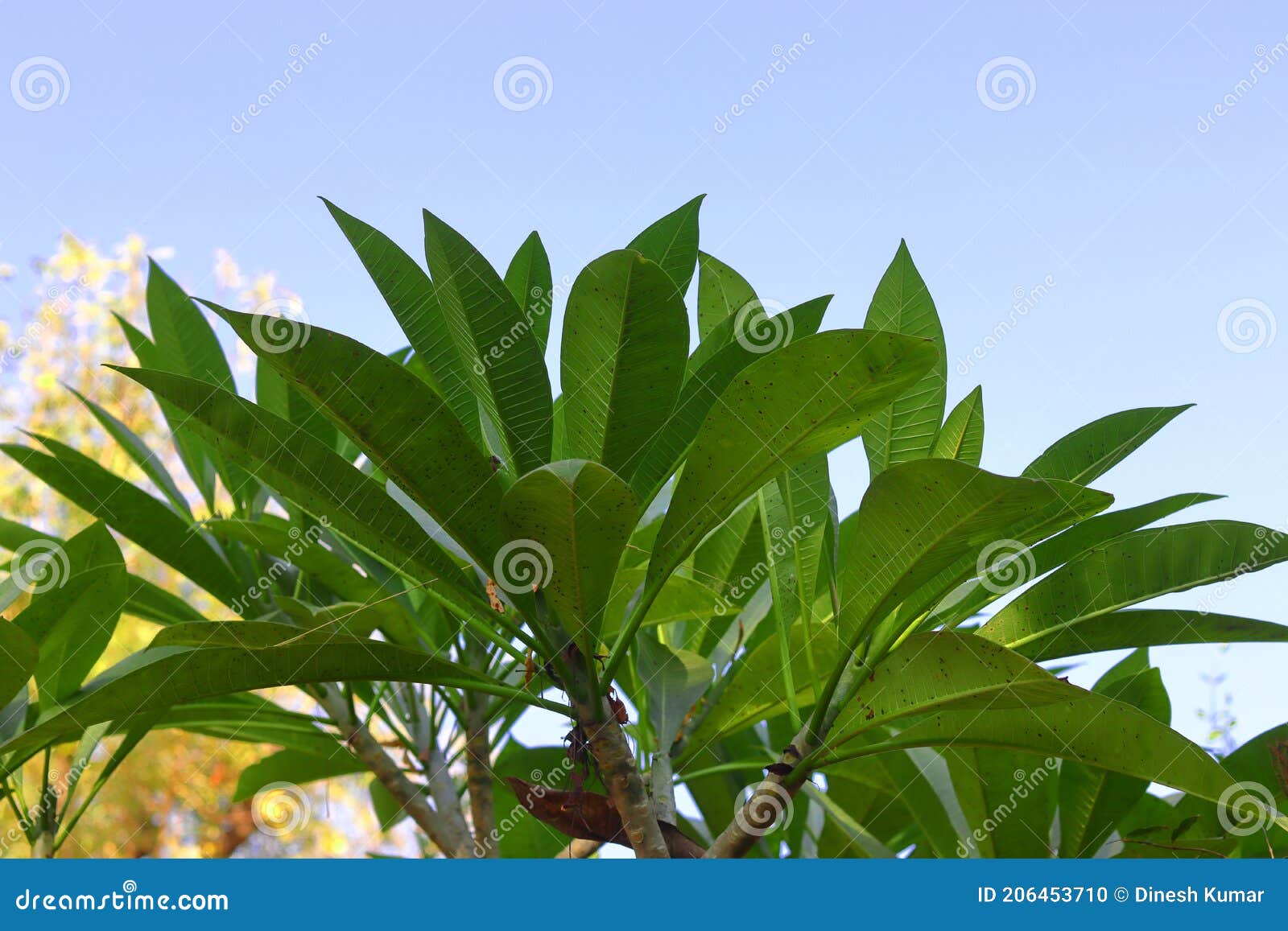 Beautiful Background of Champa Tree Leaves Stock Photo - Image of ...