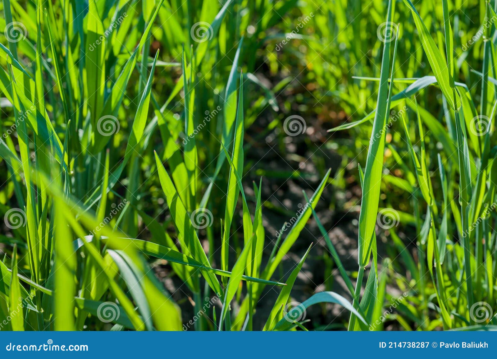 Closeup Wheat Shoots Rows at Spring Stock Image - Image of ukraine ...