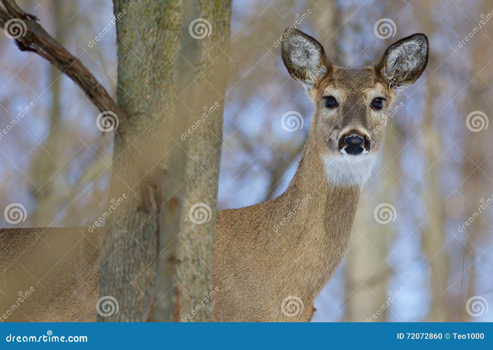 Beautiful Background with a Cute Wild Deer Looking into the Camera ...