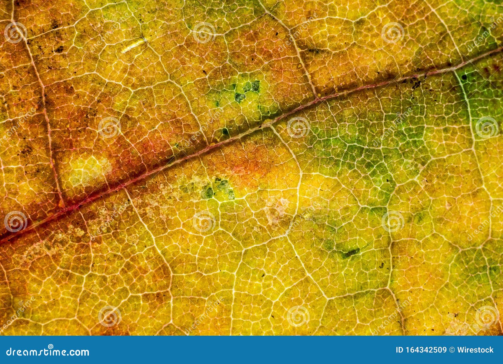 Beautiful Background of an Exotic Tree Leaf with Interesting Textures ...