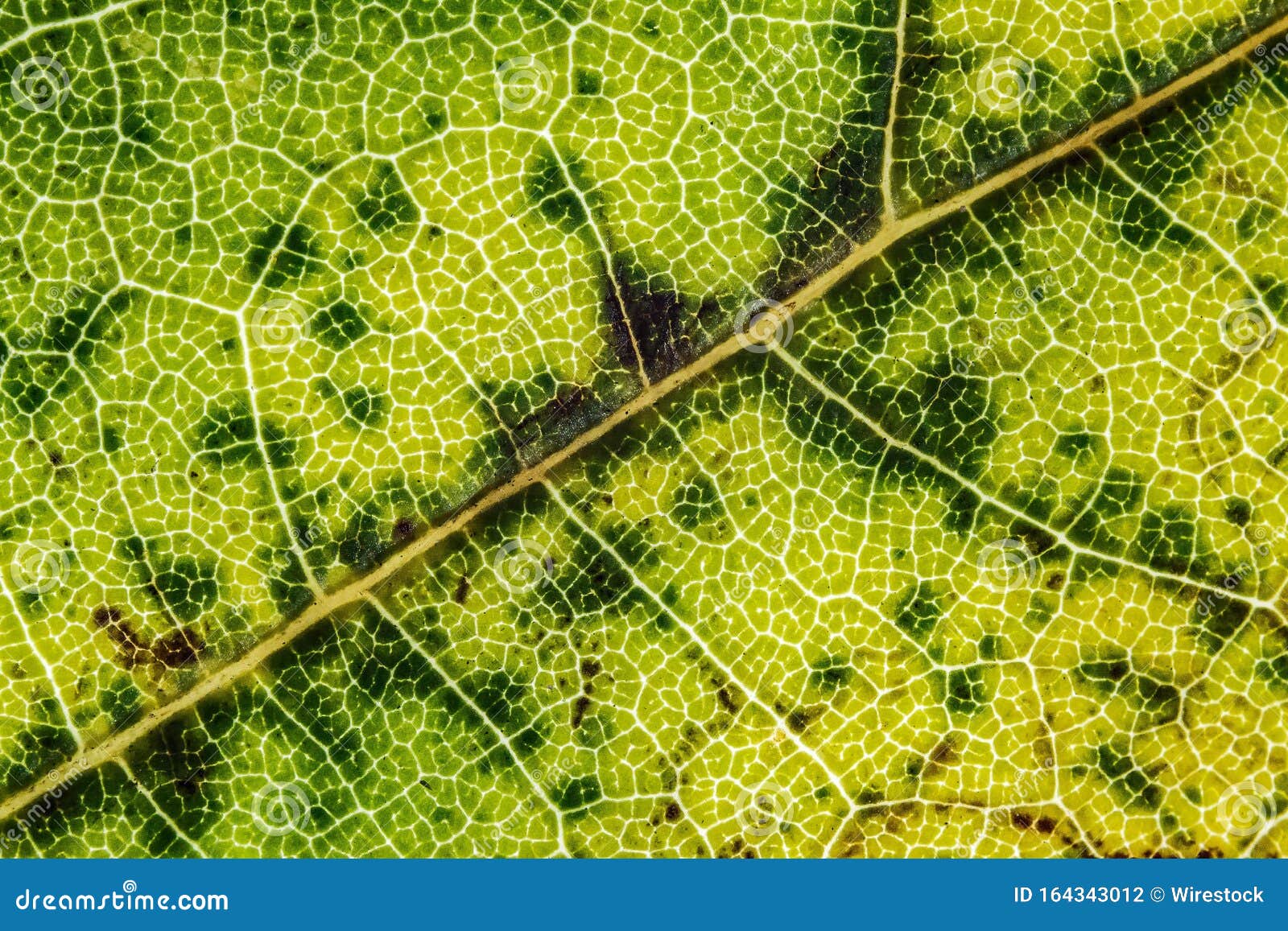 Beautiful Background of an Exotic Tree Leaf with Interesting Textures ...