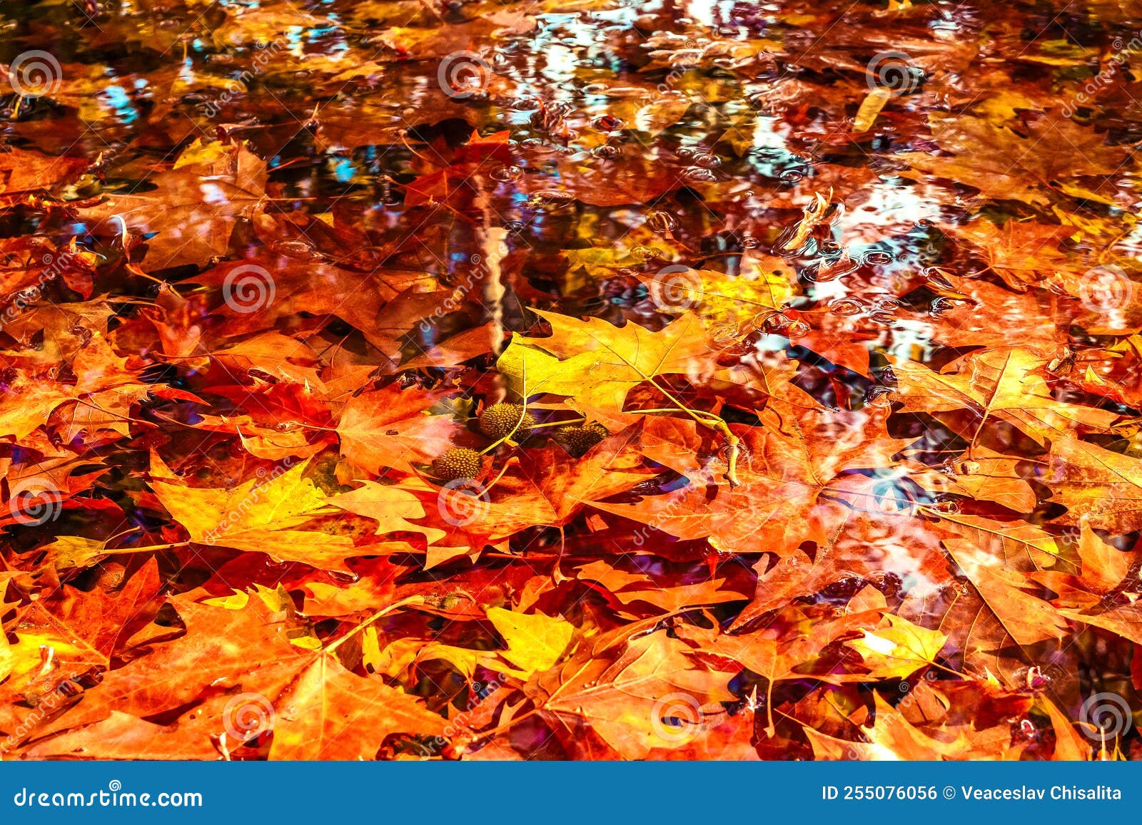 Beautiful Background of Fallen Autumn Leaves Stock Photo - Image of ...