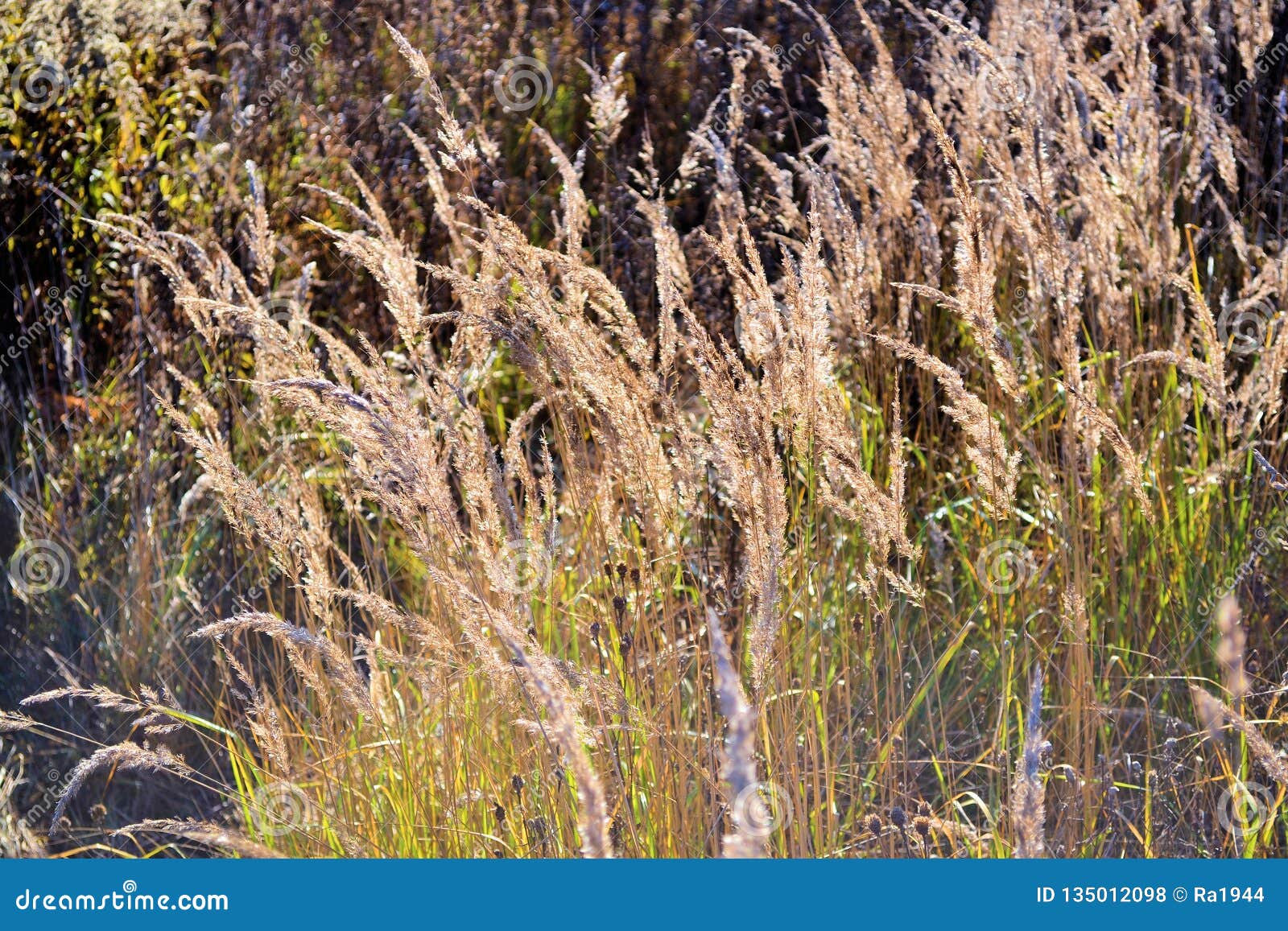 Beautiful Background with Fluffy Dry Grass in Autumn Field Stock Photo ...