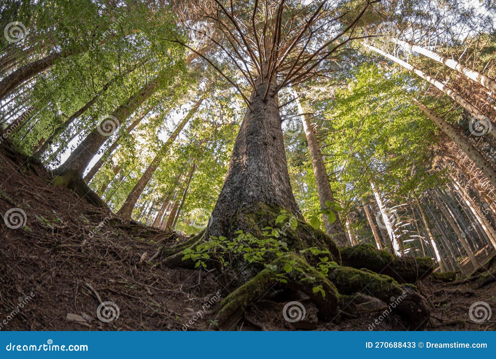 Beautiful Background of Forest Trees Seen from Below Stock Image ...