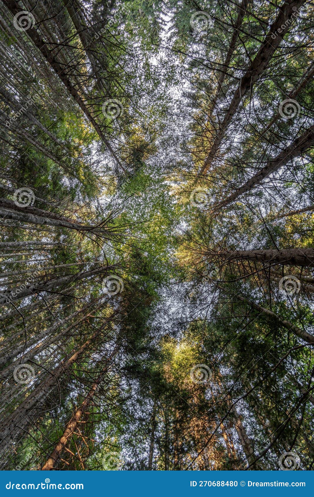 Beautiful Background of Forest Trees Seen from Below Stock Photo ...