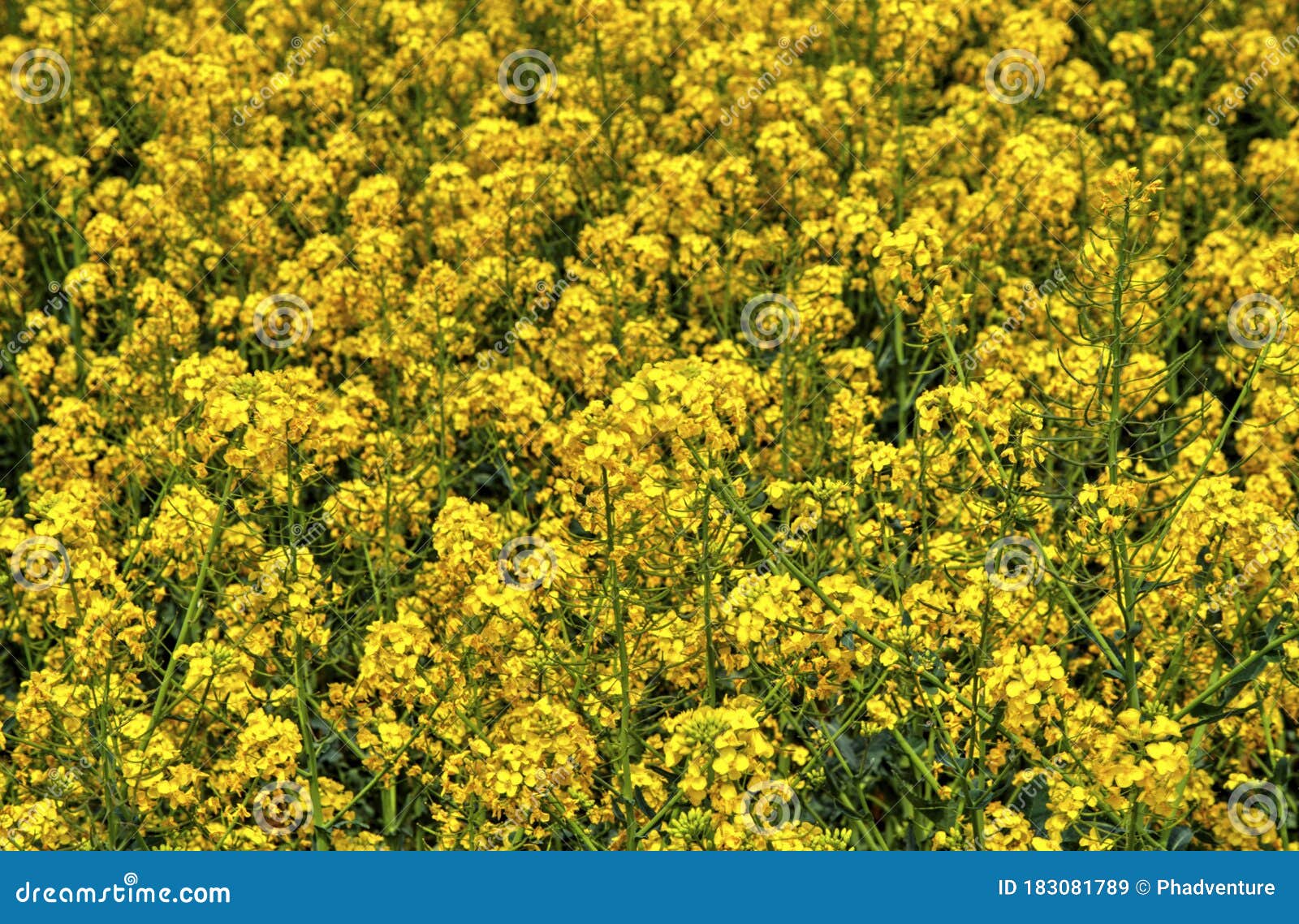 Beautiful Background of Fresh Spring Flowers Stock Image - Image of ...