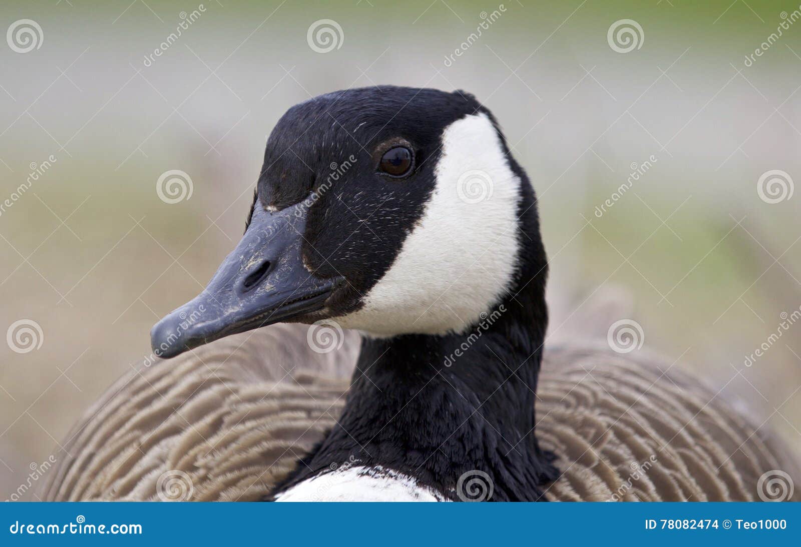 Beautiful Background with a Funny Canada Goose Stock Photo - Image of ...