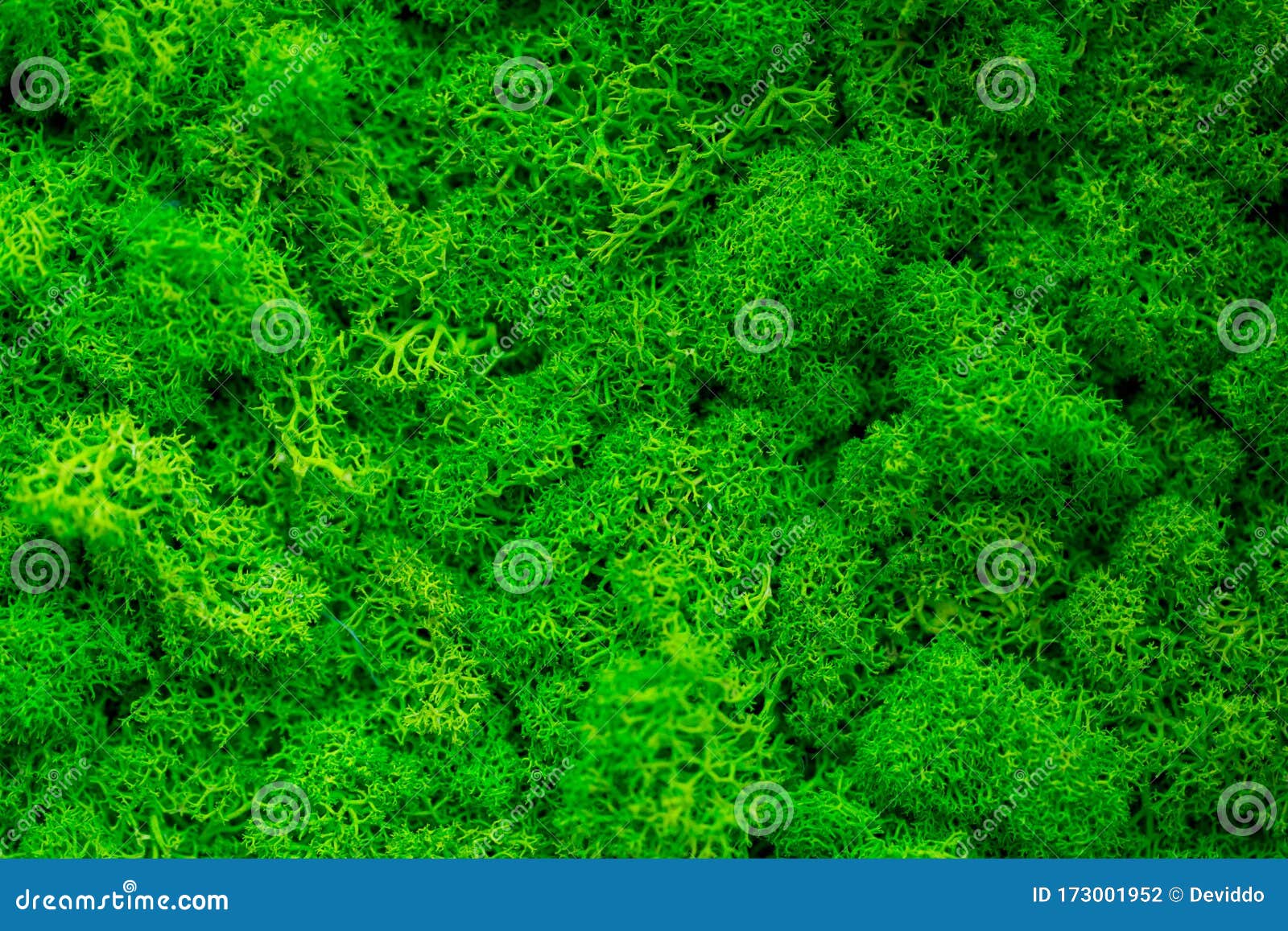 Beautiful Background of Green Moss Stock Photo - Image of growth ...