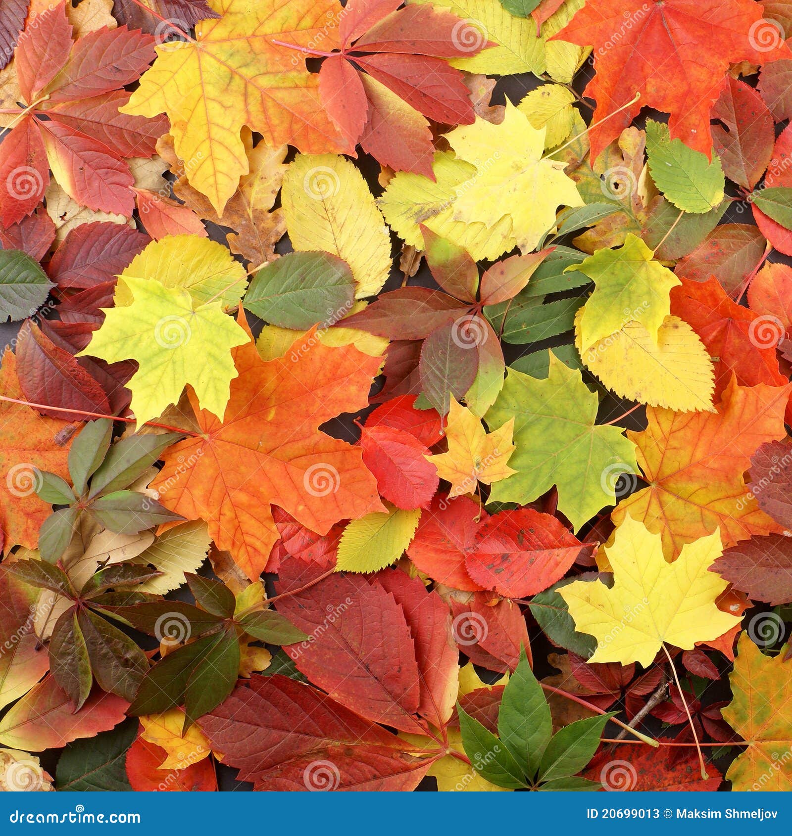 A Beautiful Background Image of Fallen Leaves Stock Image - Image of ...
