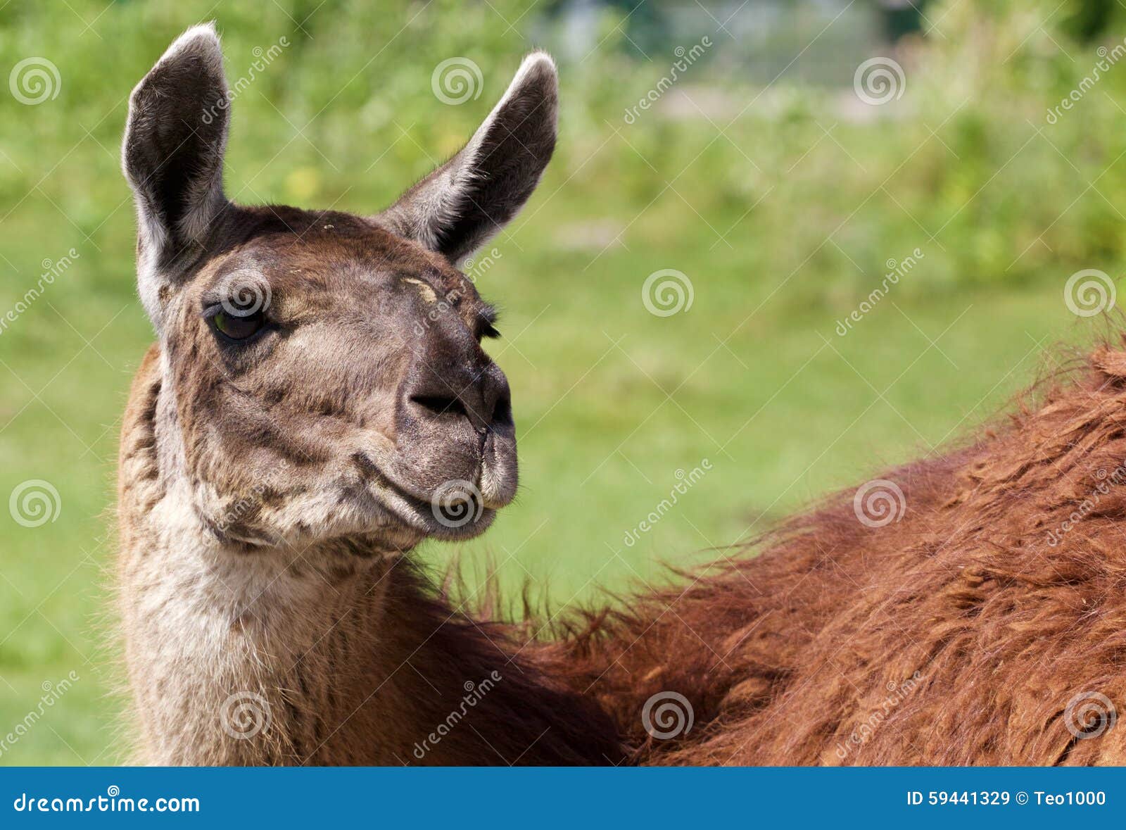 The Beautiful Background with a Lama Stock Image - Image of wool, llama ...