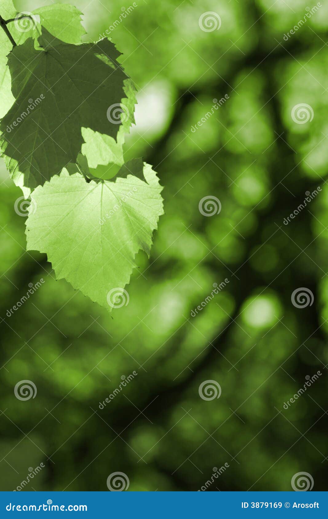 Beautiful background leave stock image. Image of fresh - 3879169