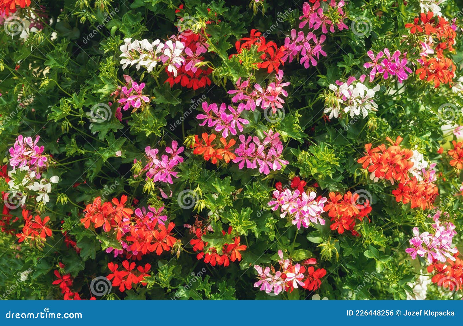 Beautiful Background with Muscat Flowers. Stock Photo - Image of ...