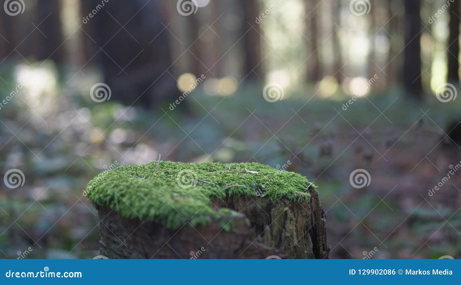 Beautiful Background with Natural Light Stock Photo - Image of macro ...