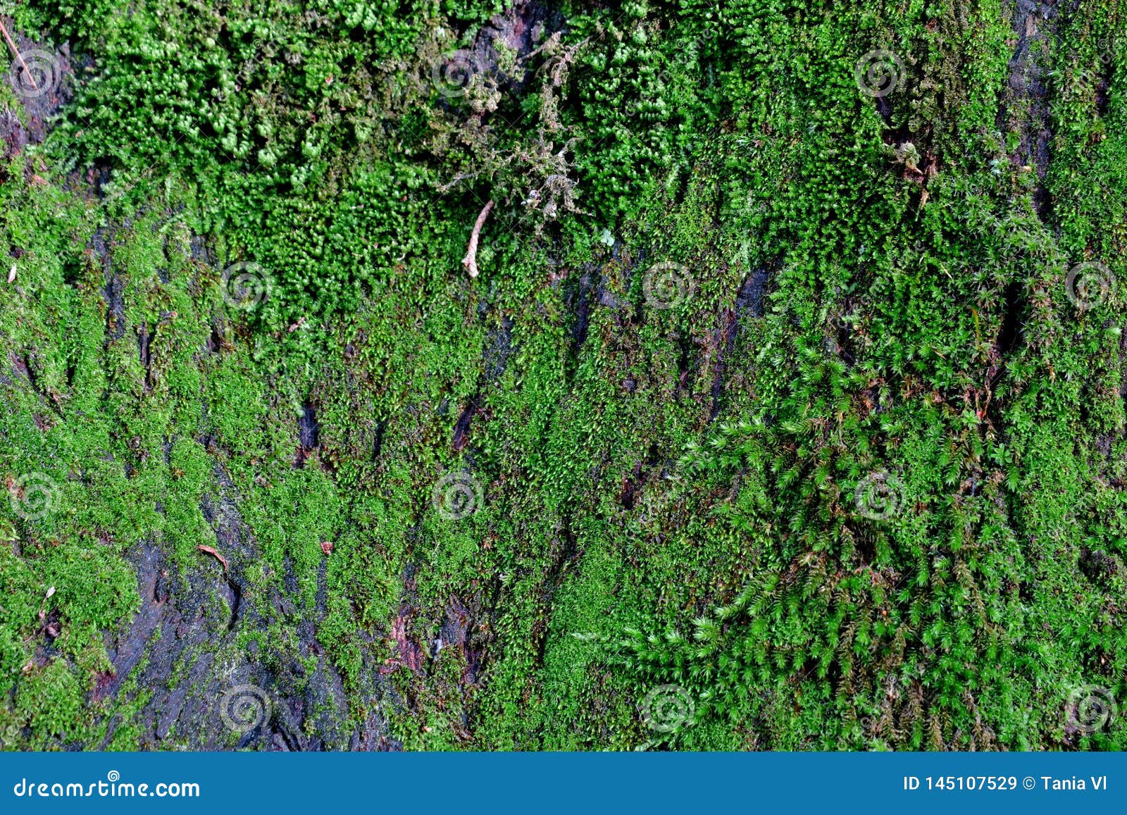 Beautiful Background of Old Oak Covered with Green Moss Stock Image ...