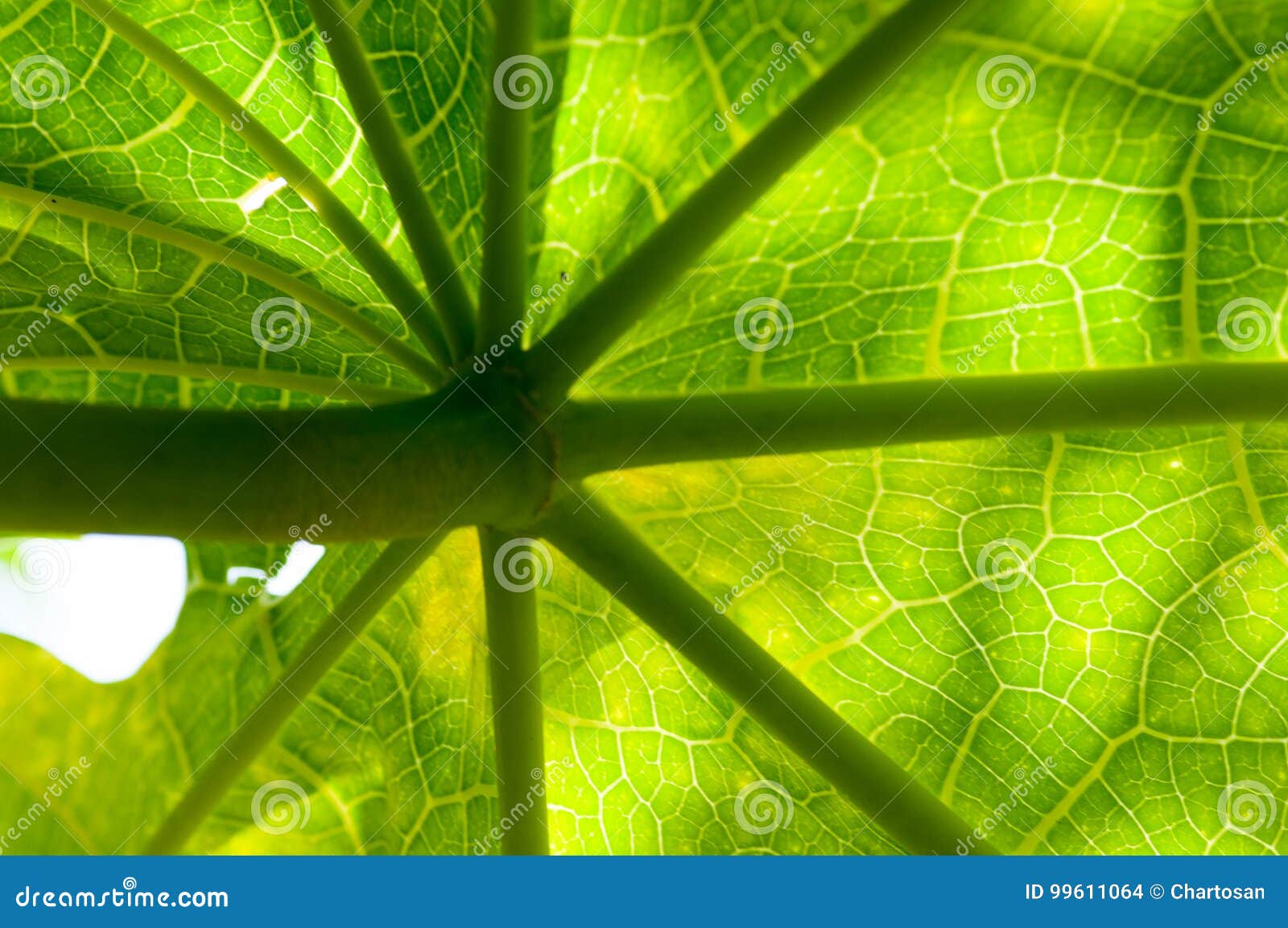 Background of Pattern and Venation of Tropical Leave Stock Photo ...