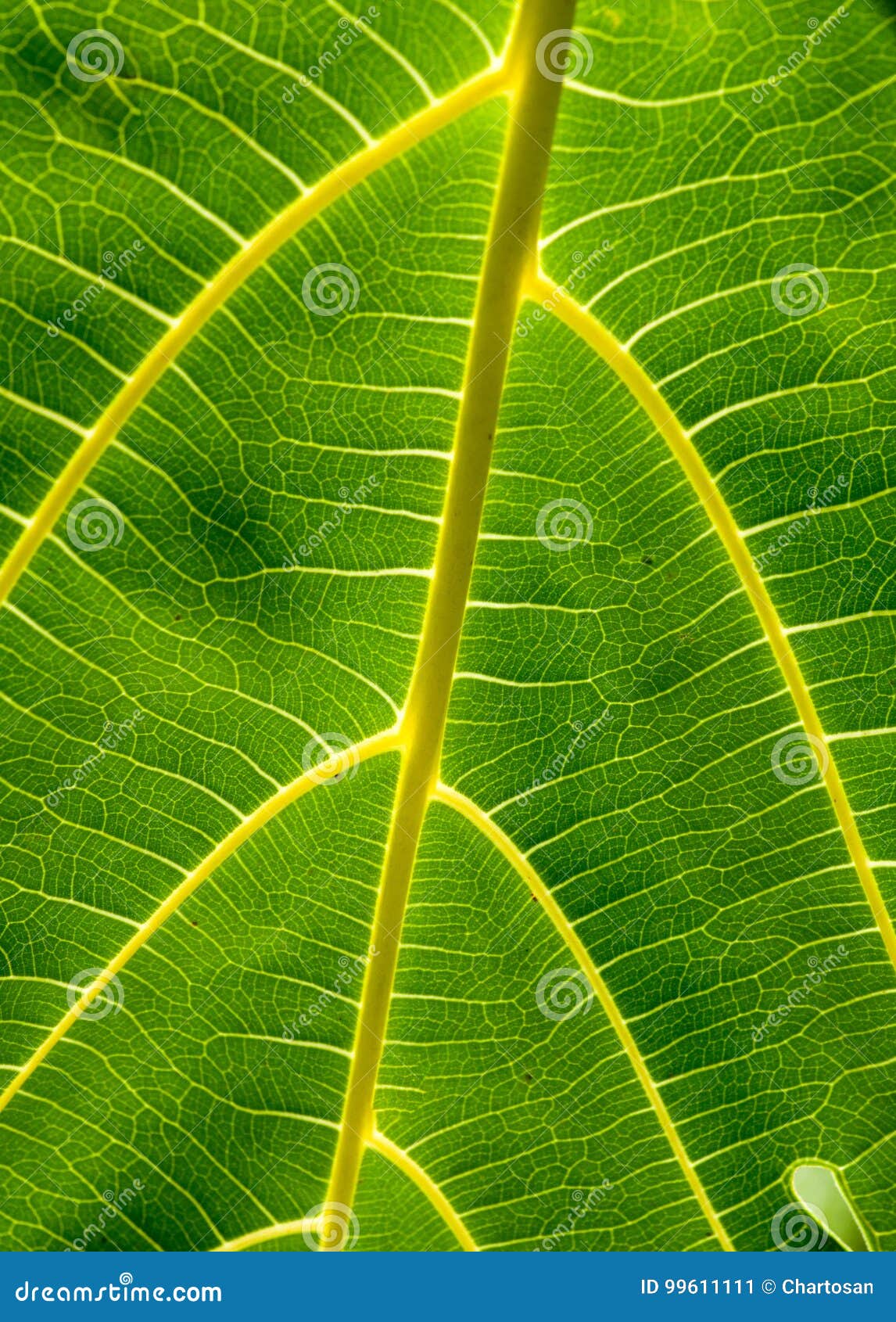 Background of Pattern and Venation of Tropical Leave Stock Image ...