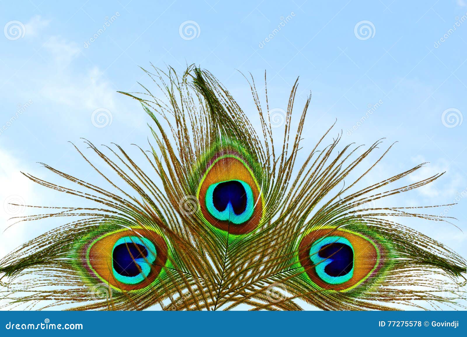 Beautiful Background with Peacock Feather in Sky Background Stock Photo ...