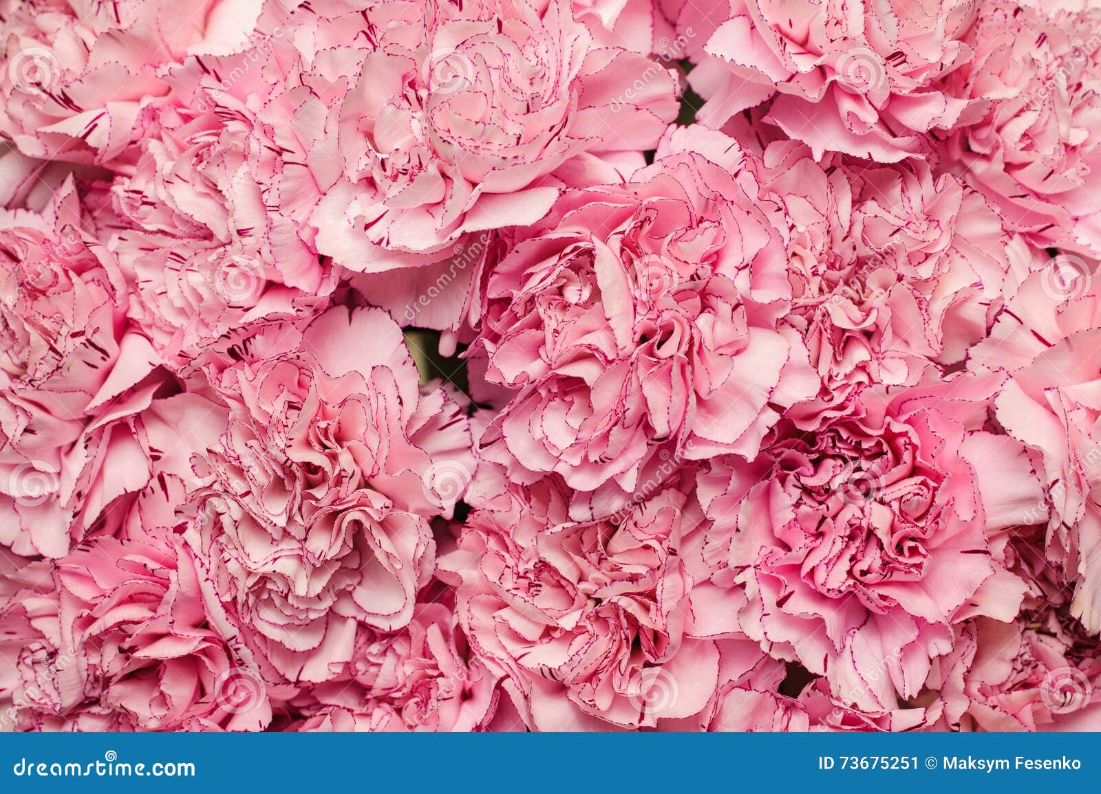 Beautiful Background of Pink Carnation Stock Image - Image of fresh ...