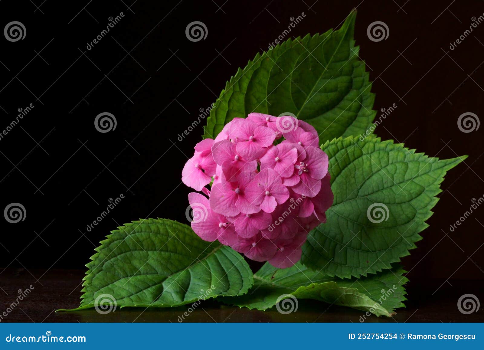 Beautiful Background with Pink Hydrangea Flower Stock Photo - Image of ...