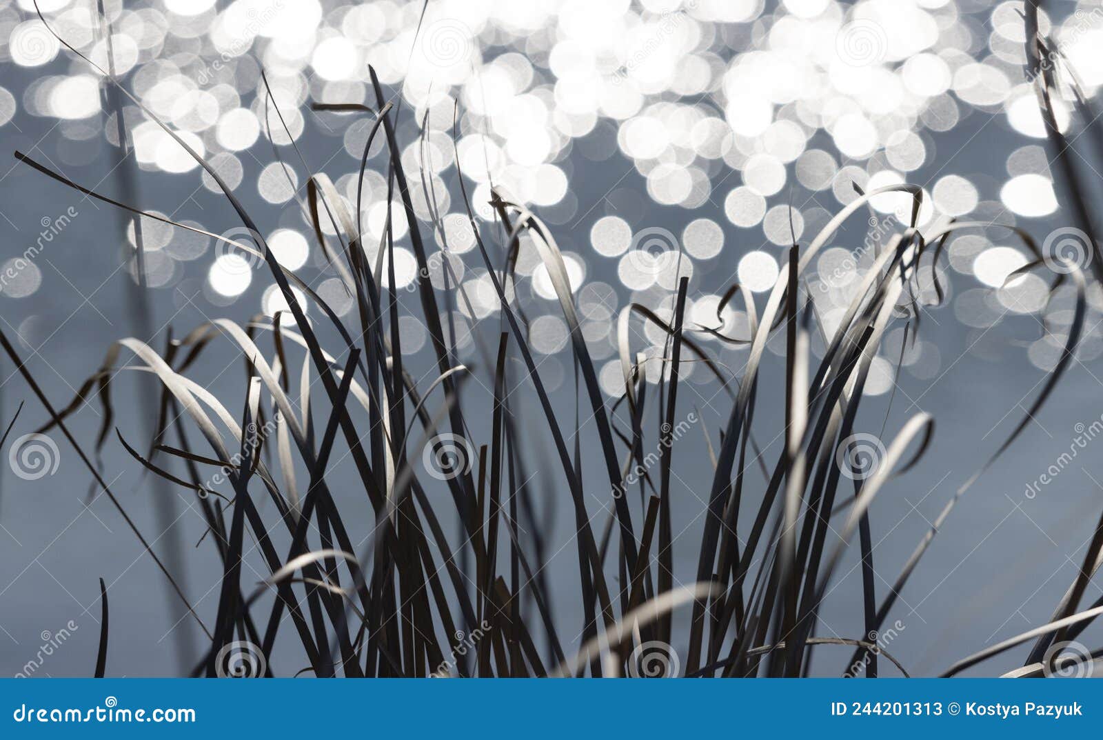 Beautiful Background with Plant Stems and Water Reflections Stock Image ...