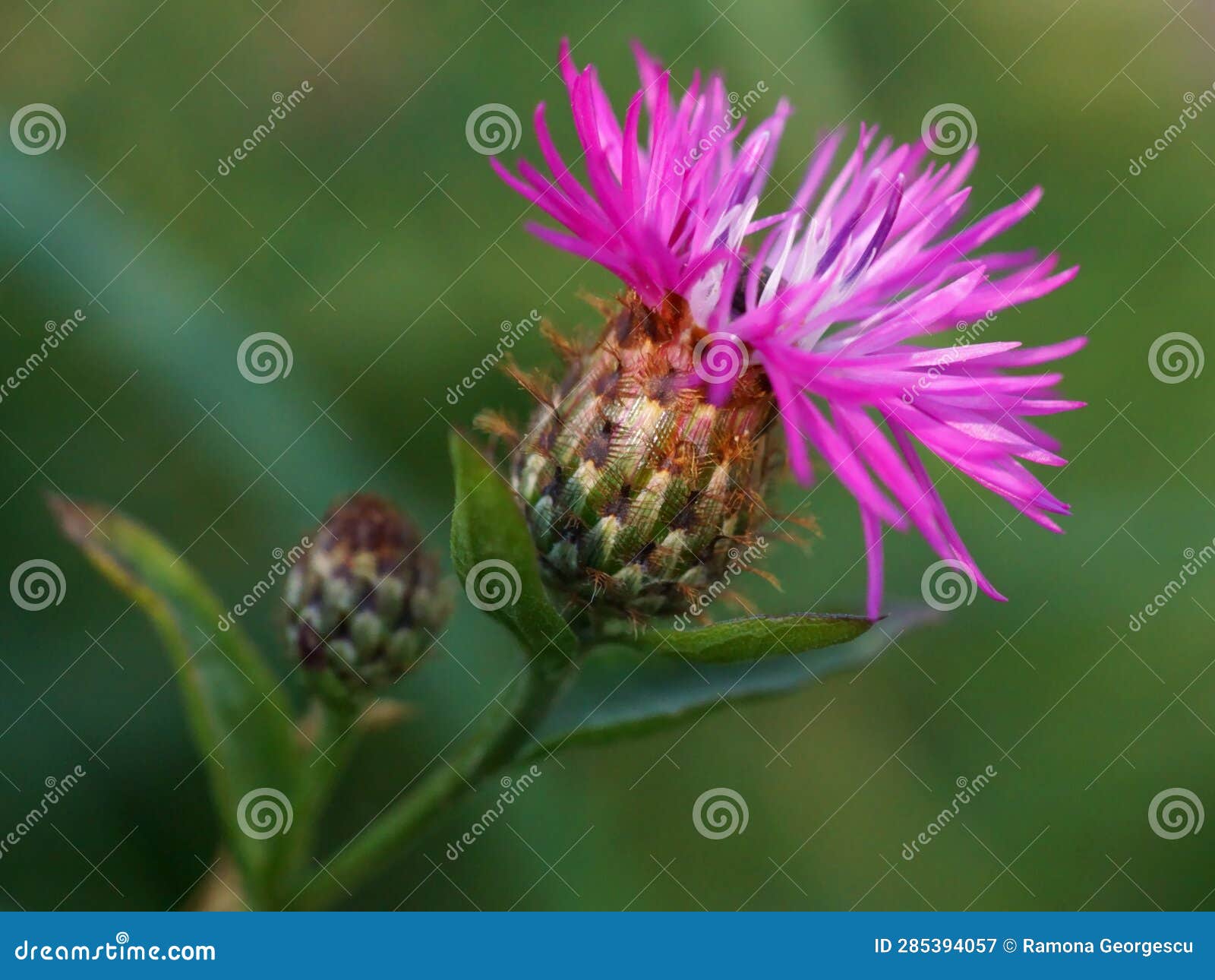 Beautiful Background with Purple Knapweeds Centaurea Stoebe Stock Image ...