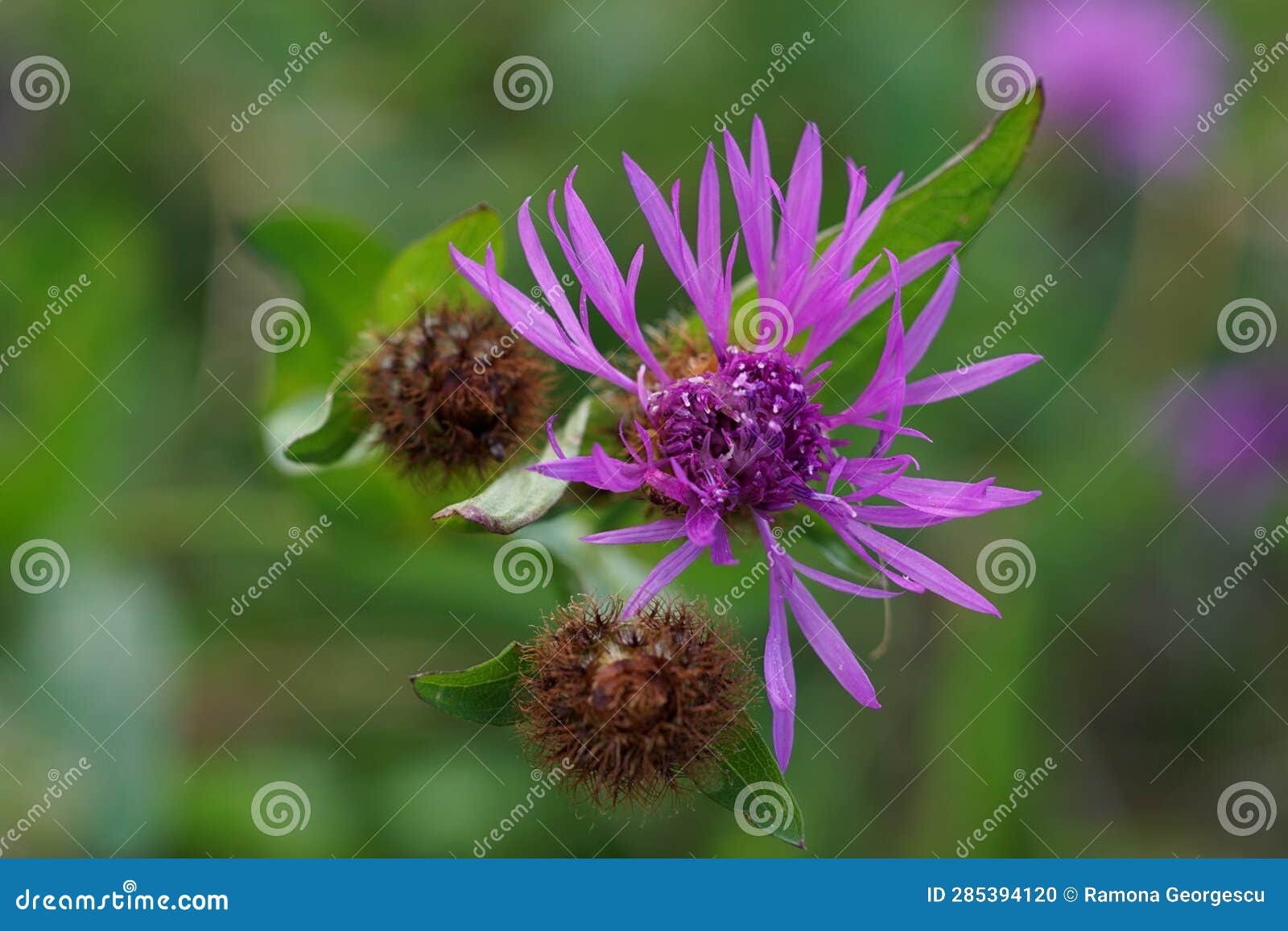 Beautiful Background with Purple Knapweeds Centaurea Stoebe Stock Photo ...