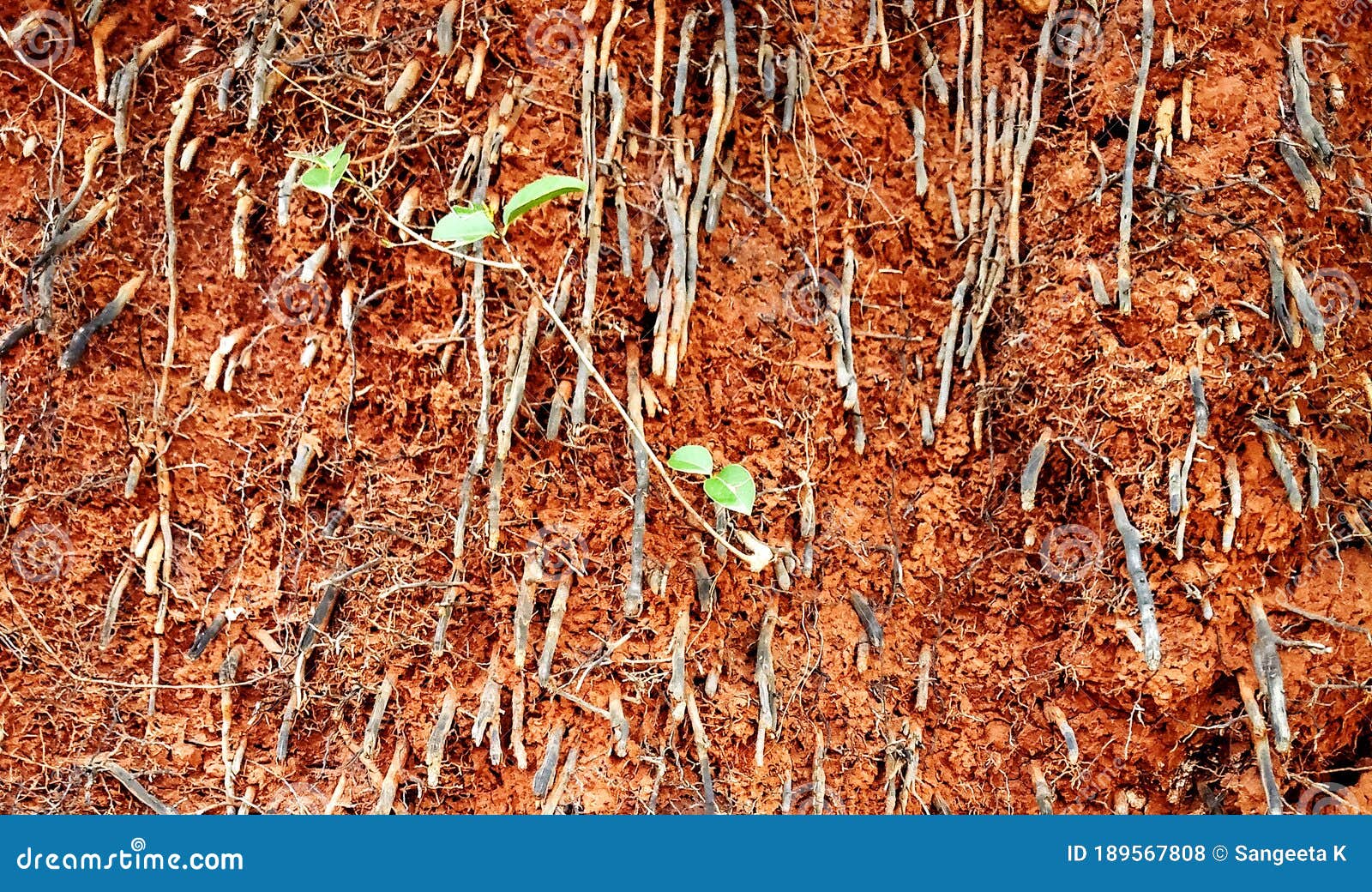 A Beautiful Background of Roots in Soil Stock Photo - Image of root ...
