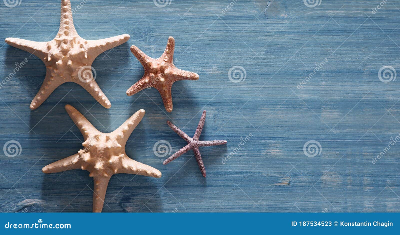 Background of Sea Shells and Starfish Stock Image - Image of seashell ...